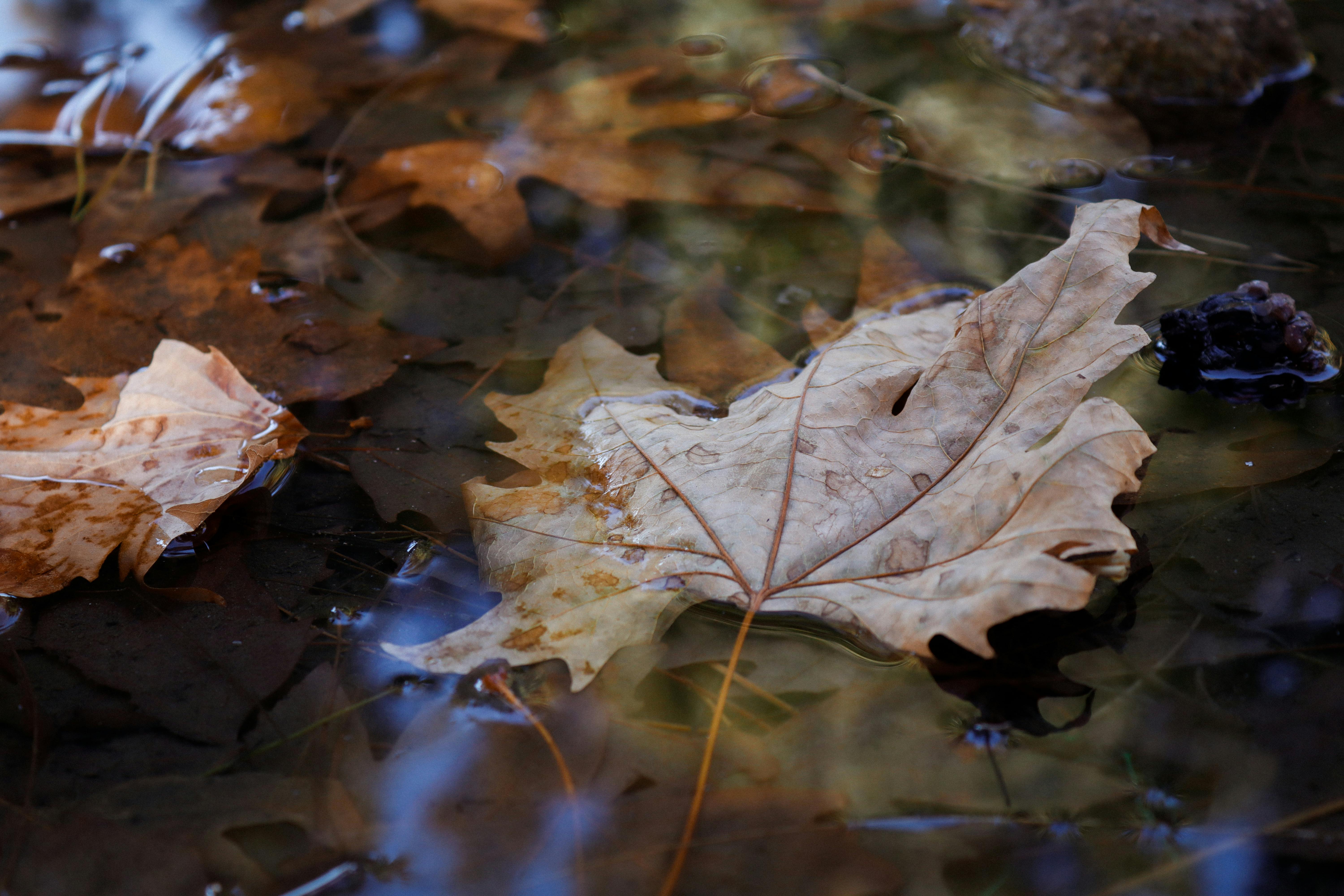 Withered Leaves Photo · Free Stock Photo