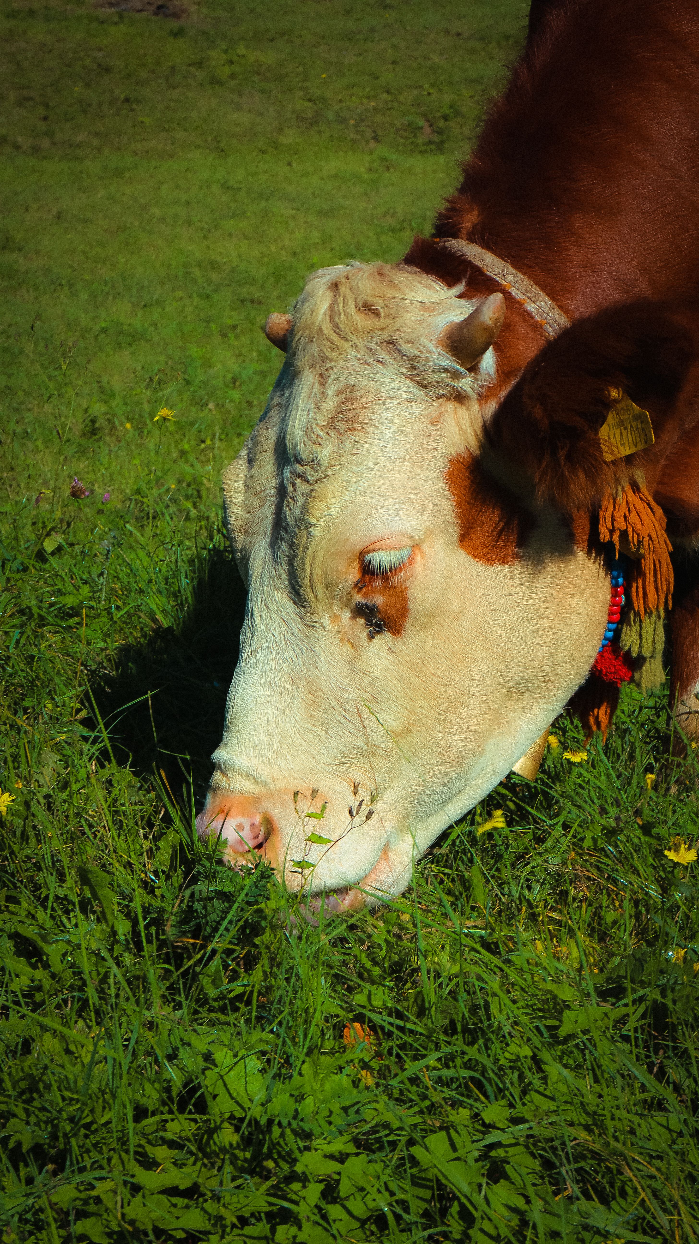 Common Cow Photos, Download The BEST Free Common Cow Stock Photos & HD ...