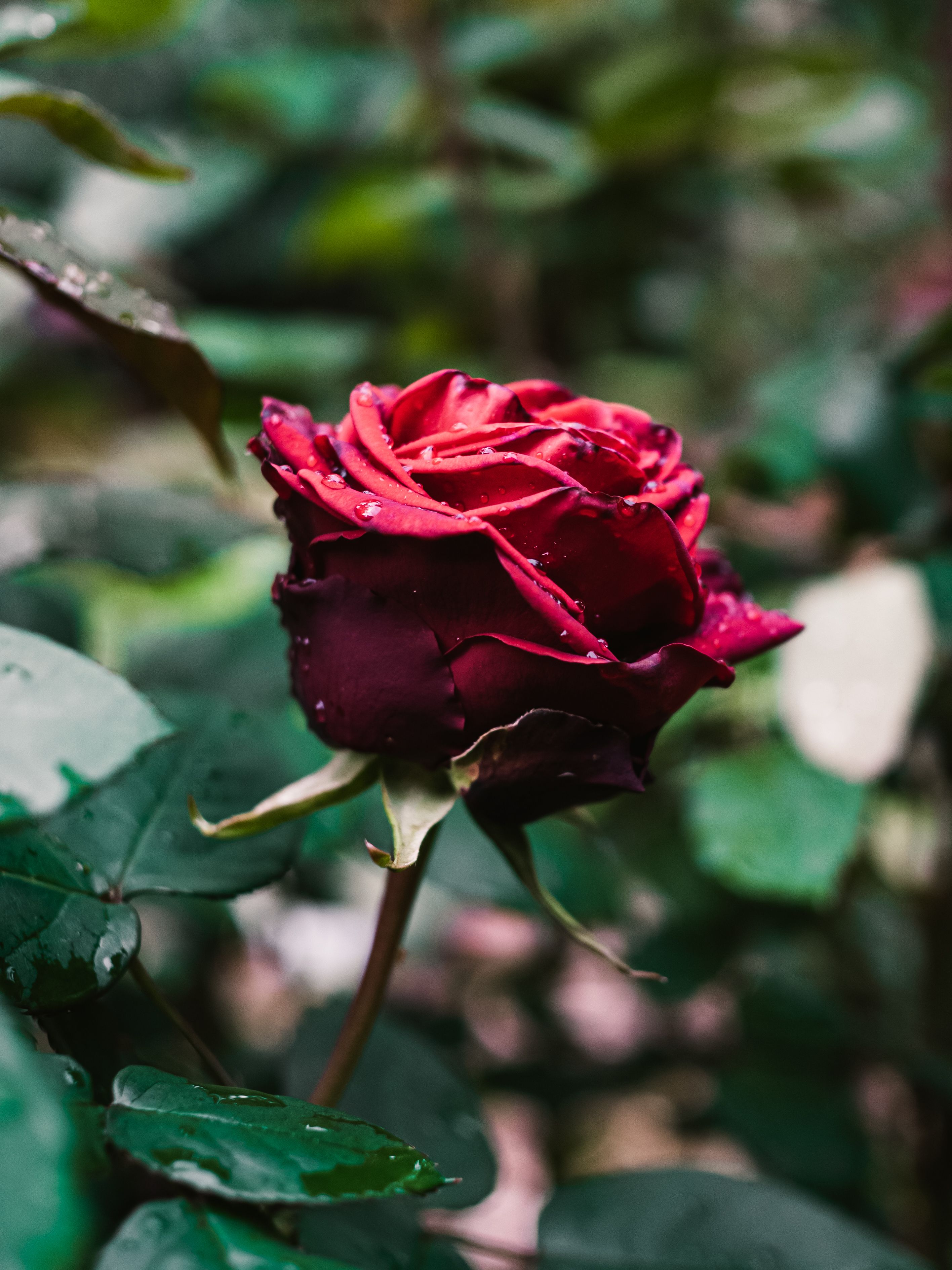 Close-Up of a Dew-Kissed Red Rose Blooming · Free Stock Photo