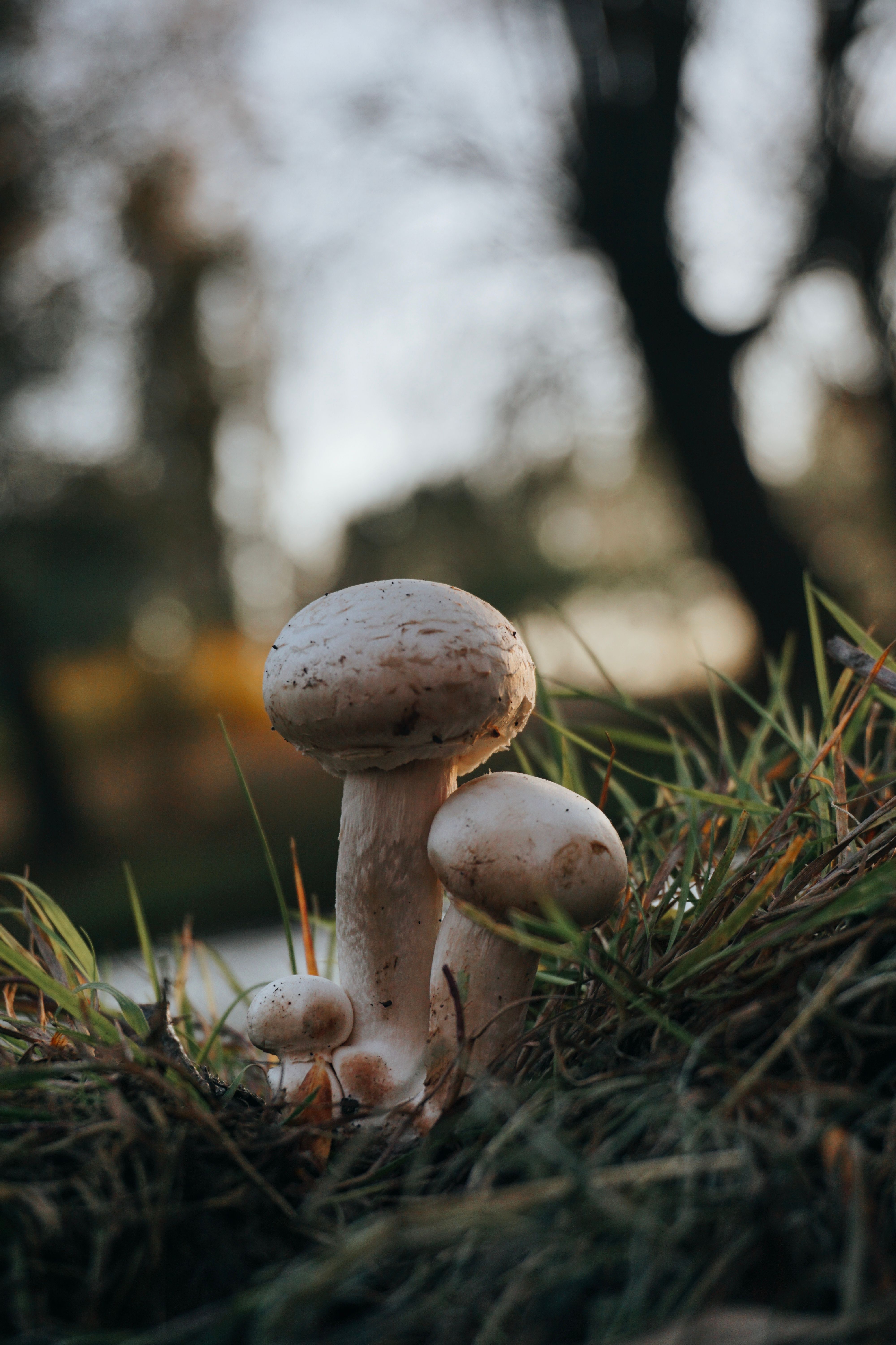 Texture of Mushroom · Free Stock Photo