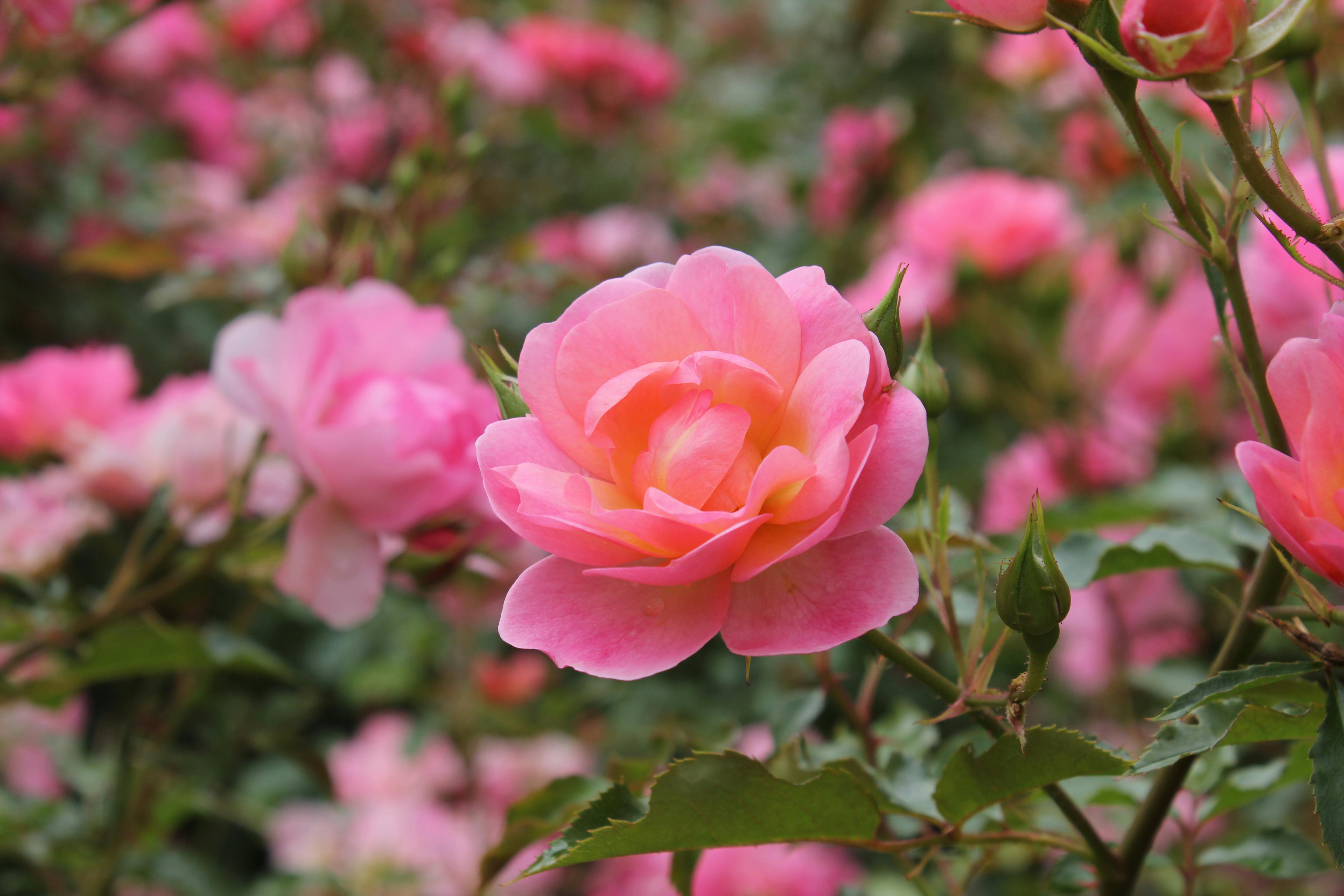 Vibrant Pink Roses in Bloom, Toronto Garden · Free Stock Photo