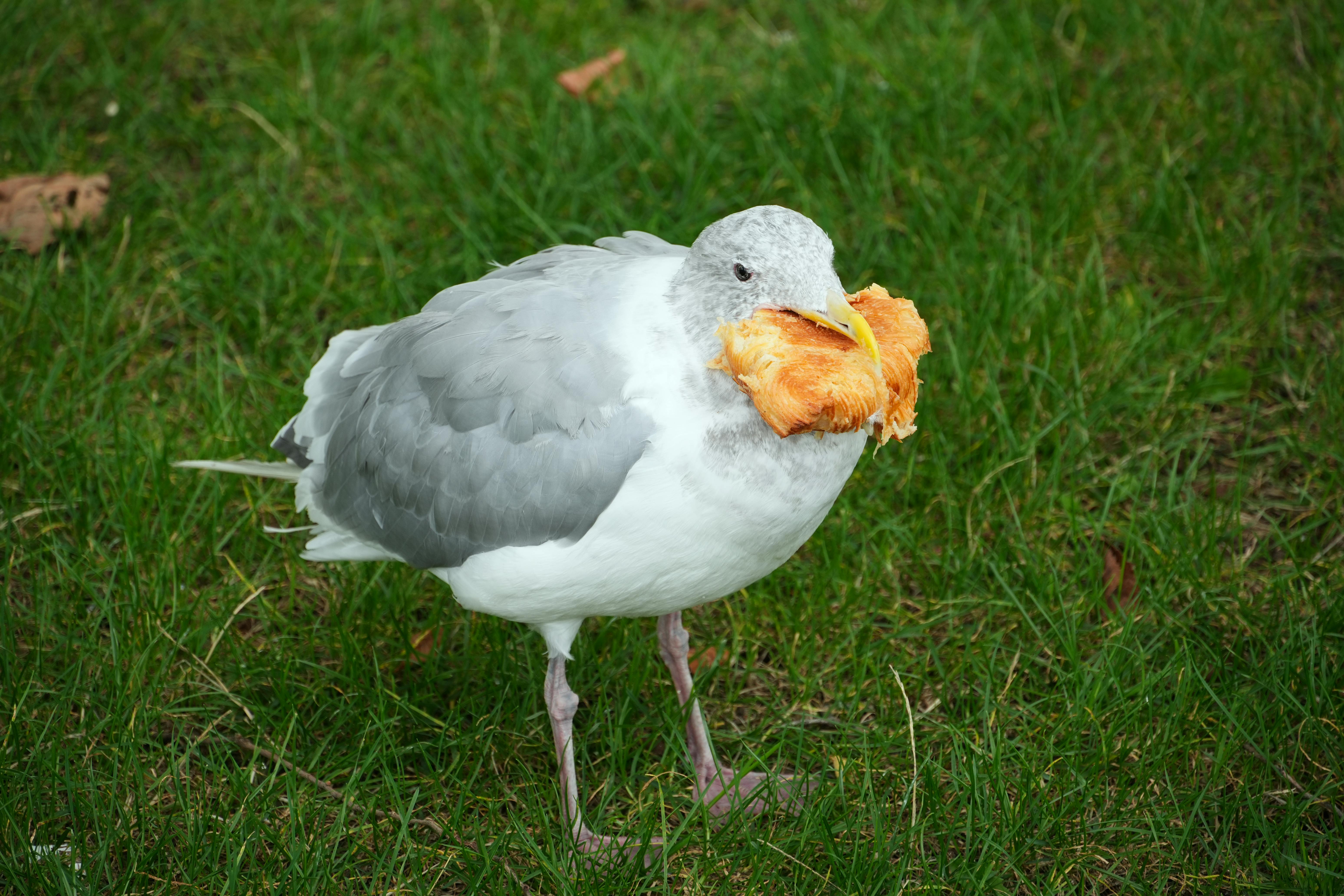 Seagull Eating Pastry on Green Grass Lawn · Free Stock Photo