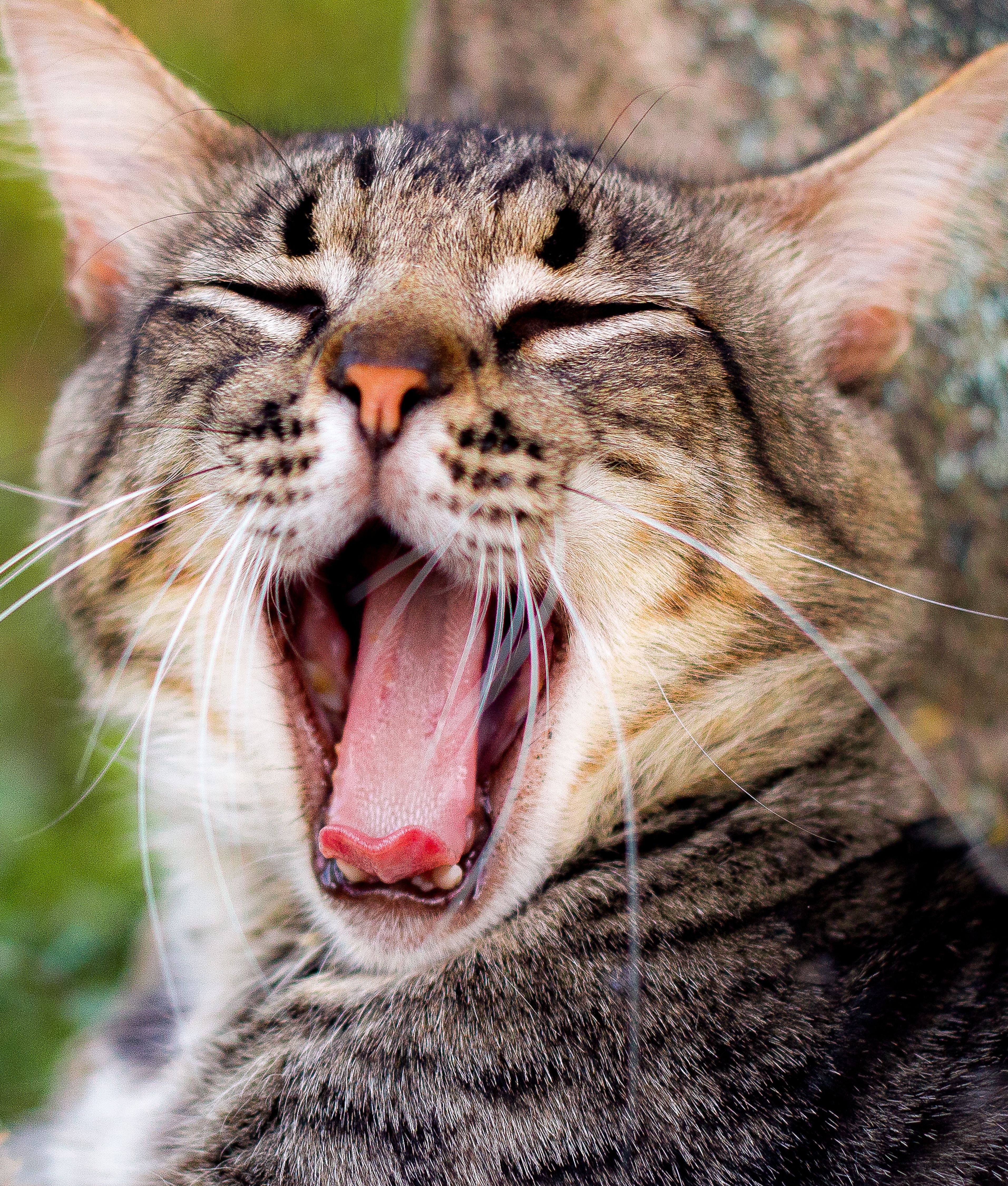 Yawning Tabby Cat Close-up Outdoors · Free Stock Photo