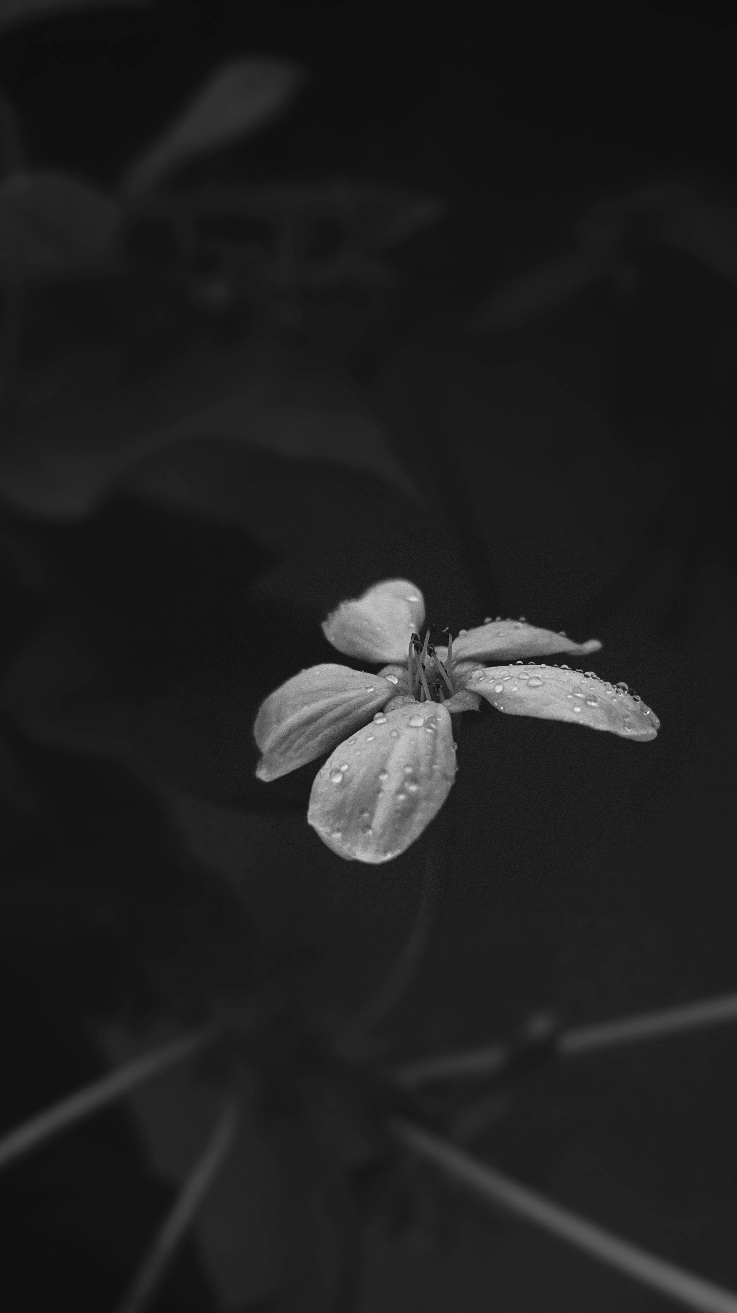 Black and White Flower with Dew Drops · Free Stock Photo