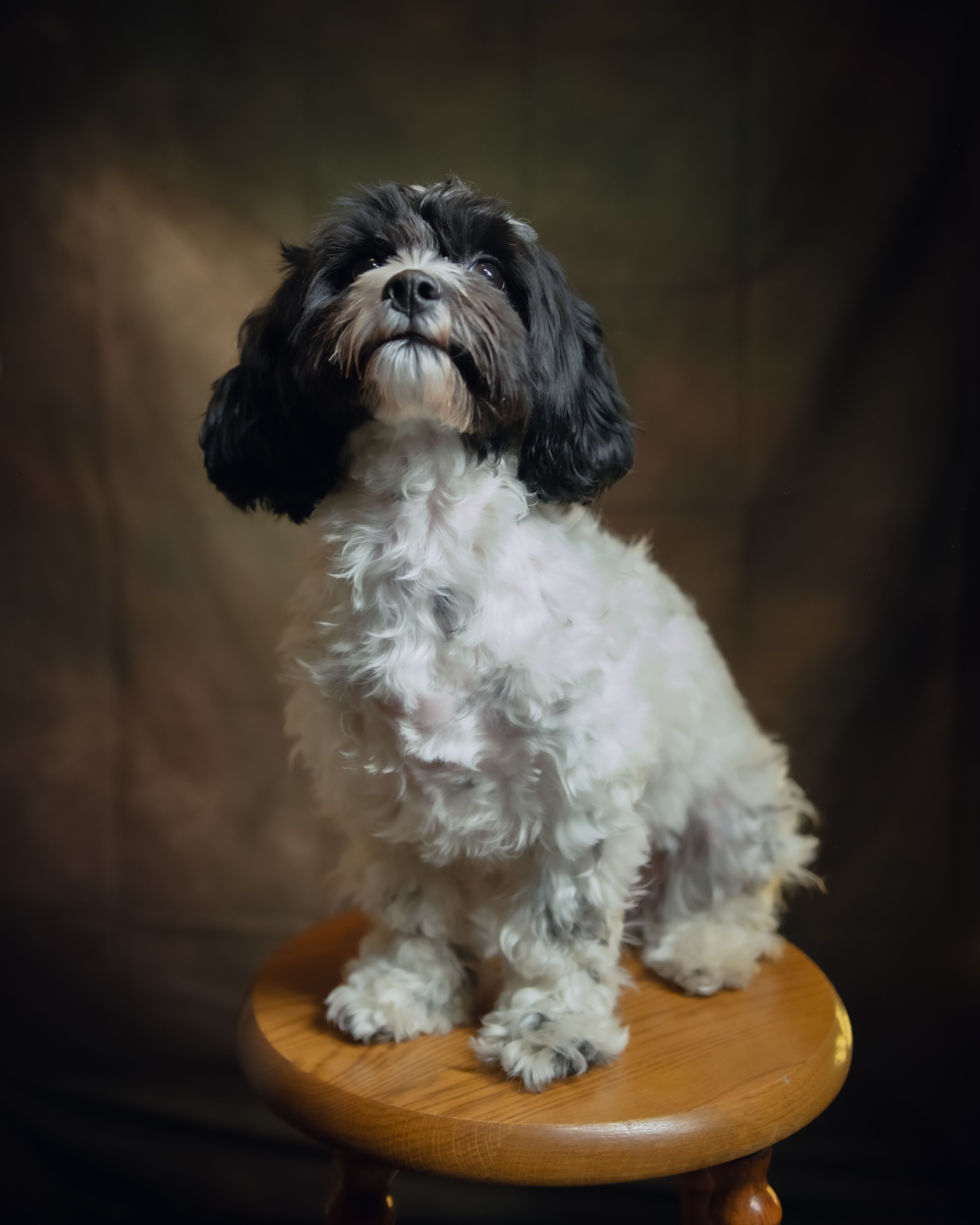 Adorable Poodle Mix Dog on Wooden Stool · Free Stock Photo