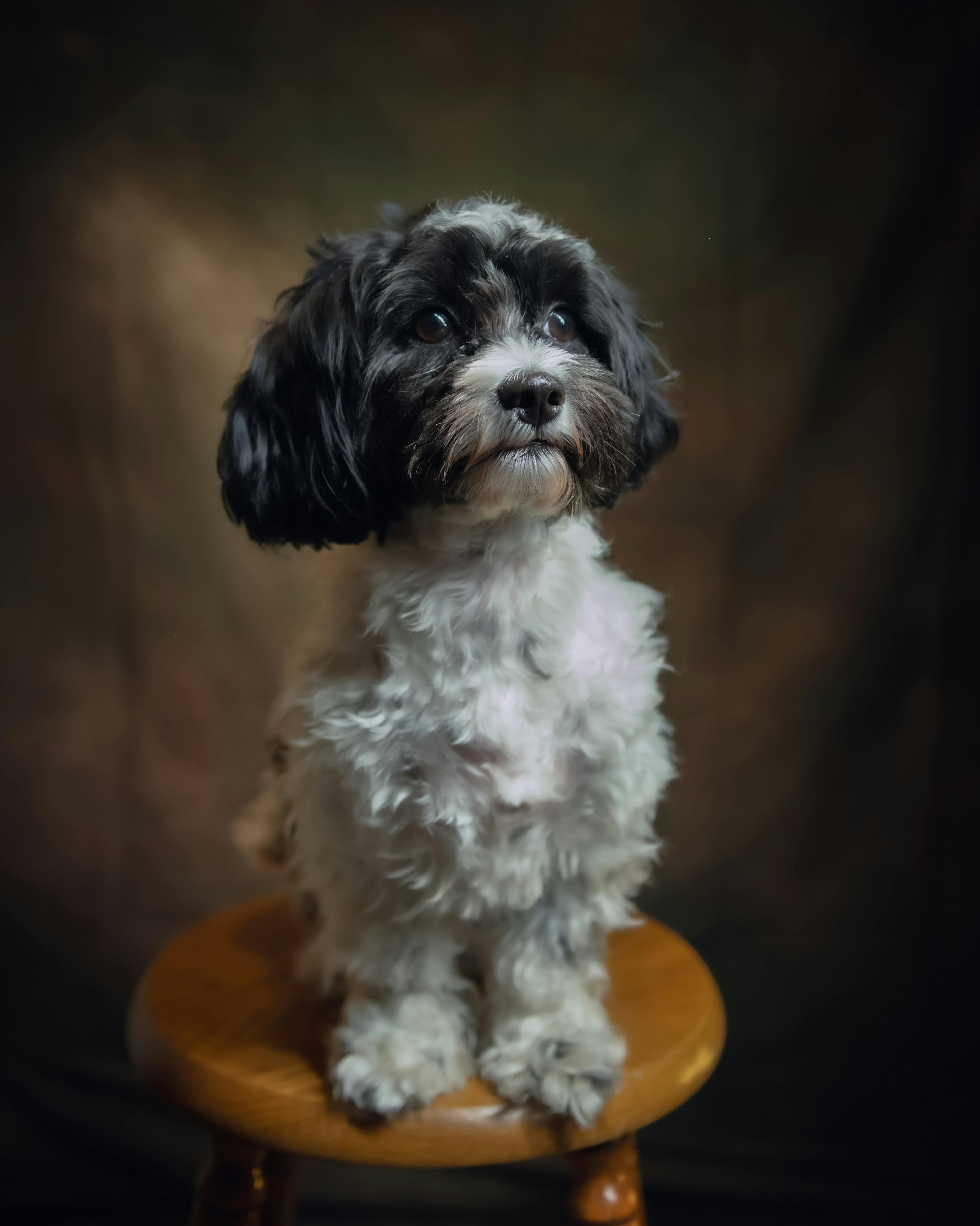 Adorable Perrito Peludo Sentado Para Retrato · Foto de stock gratuita