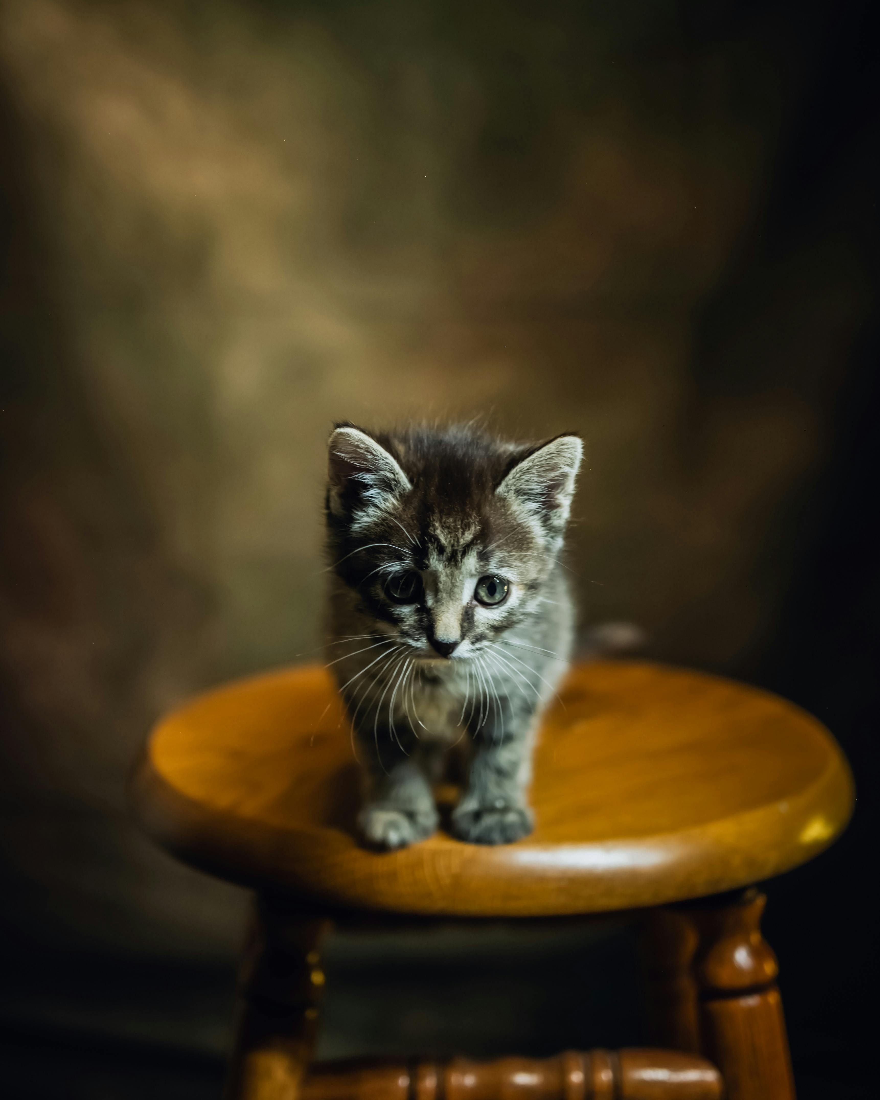 Adorable Kitten Sitting on Wooden Stool · Free Stock Photo