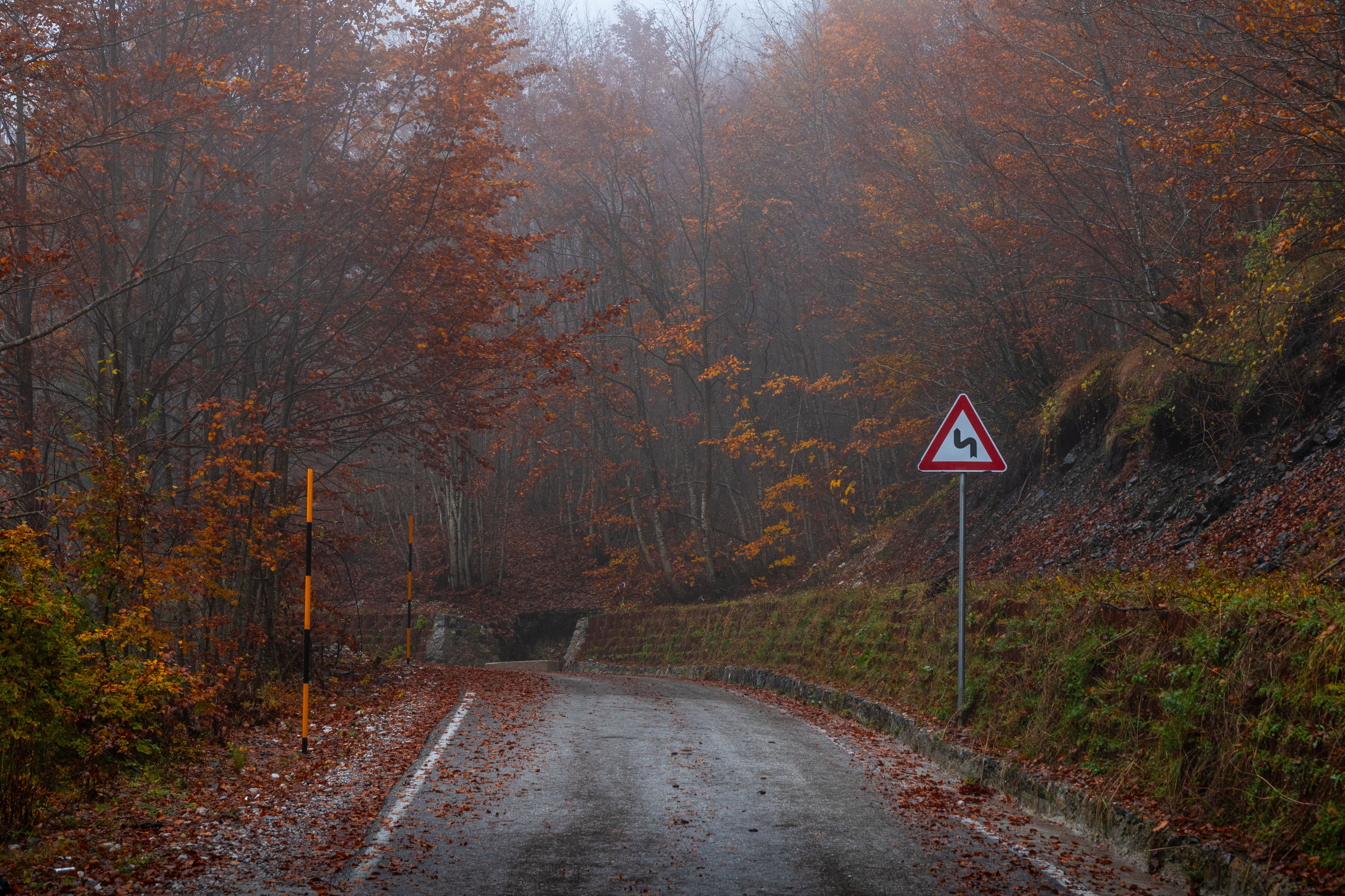 Misty Autumn Road with Curved Traffic Sign · Free Stock Photo