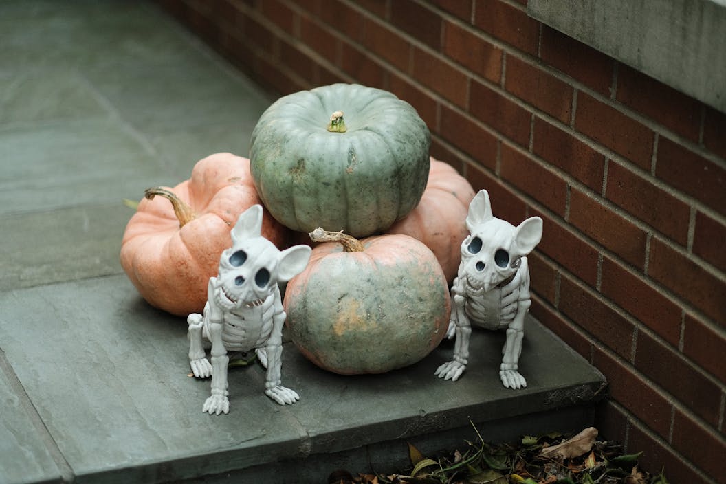 Complete Guide to Understanding Dog Skeleton Models