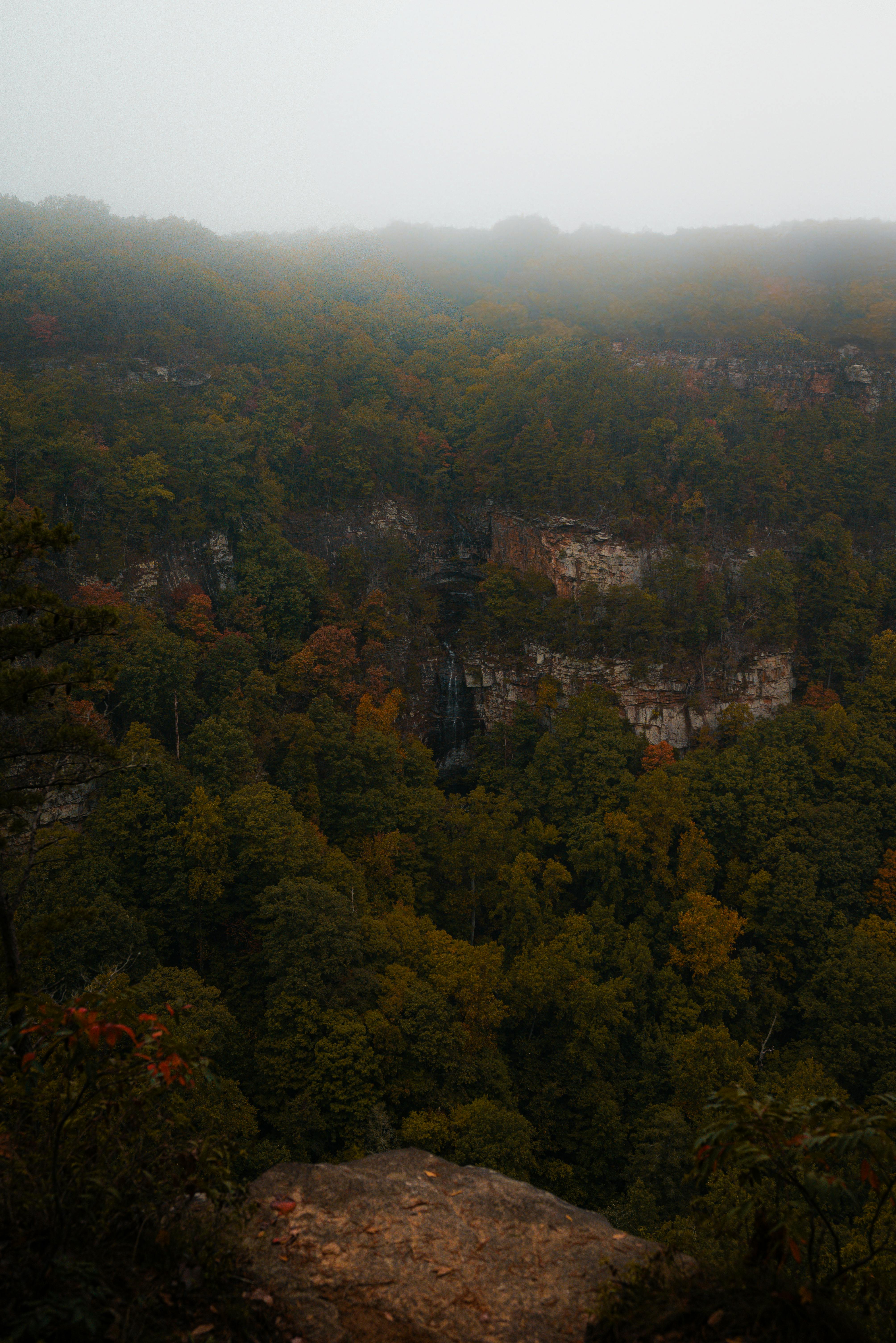 Misty Forested Cliff Landscape at Dawn · Free Stock Photo