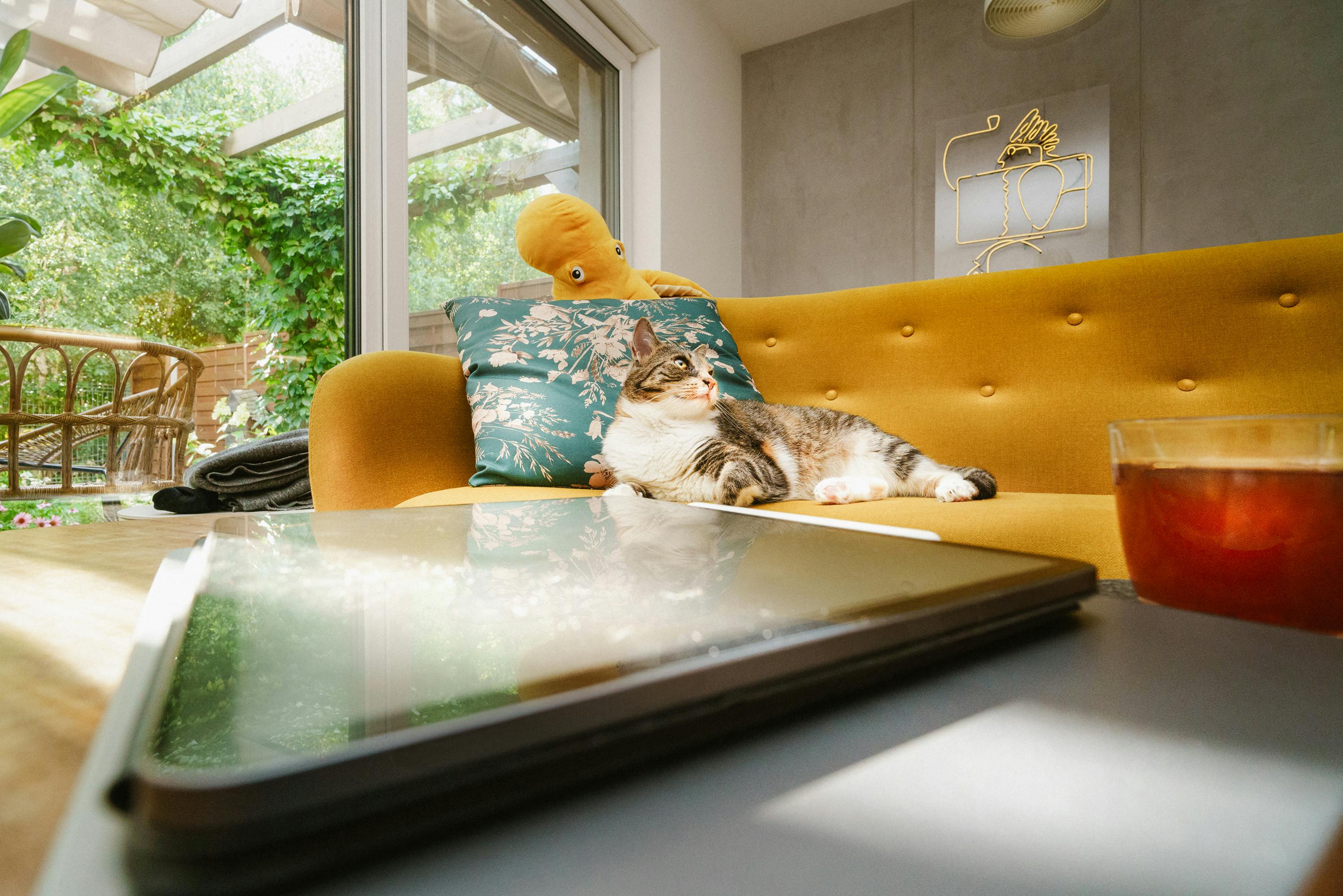 Cozy Living Room with Cat and Tea in Sunlight · Free Stock Photo