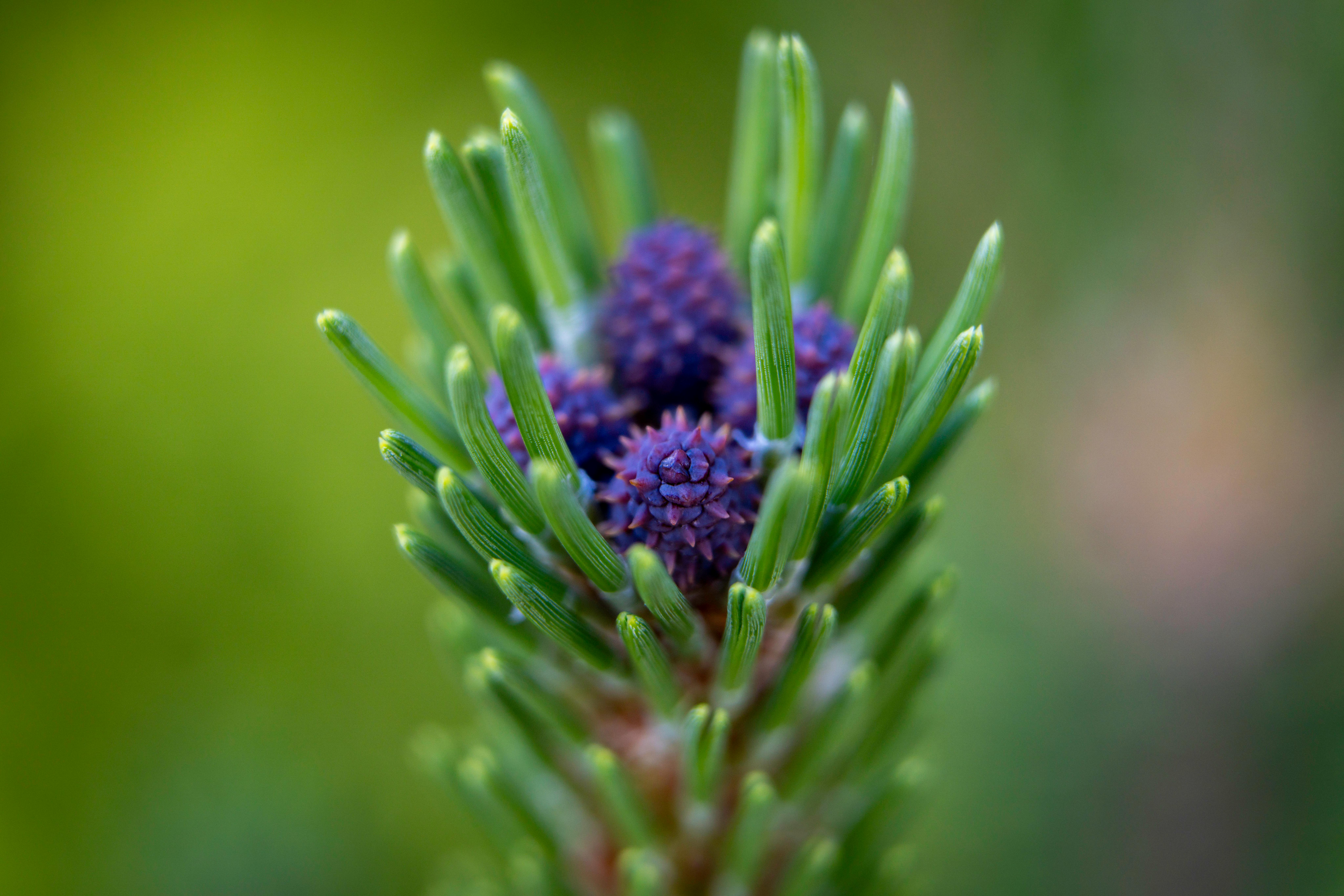 Purple Pine Cones Photos, Download The BEST Free Purple Pine Cones Stock Photos & HD Images