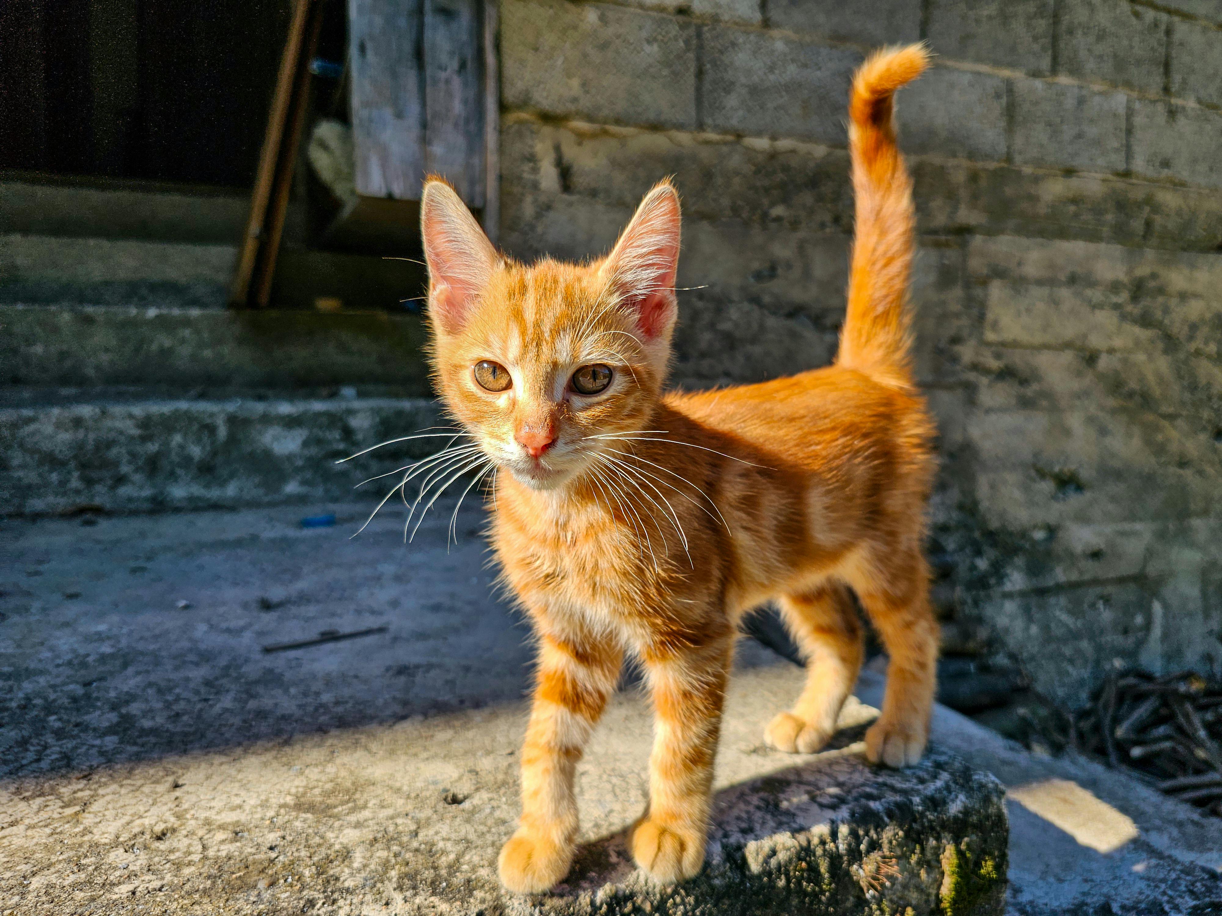 Kitten In Sun Photos, Download The BEST Free Kitten In Sun Stock Photos ...