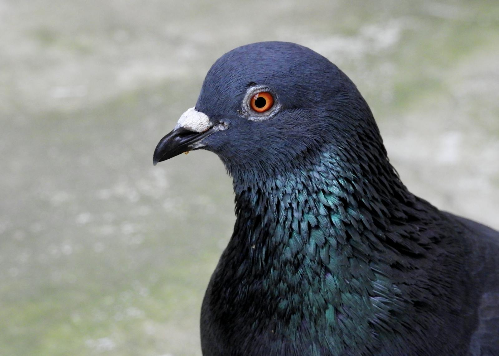 Pigeon Image Photos, Download The BEST Free Pigeon Image Stock Photos ...