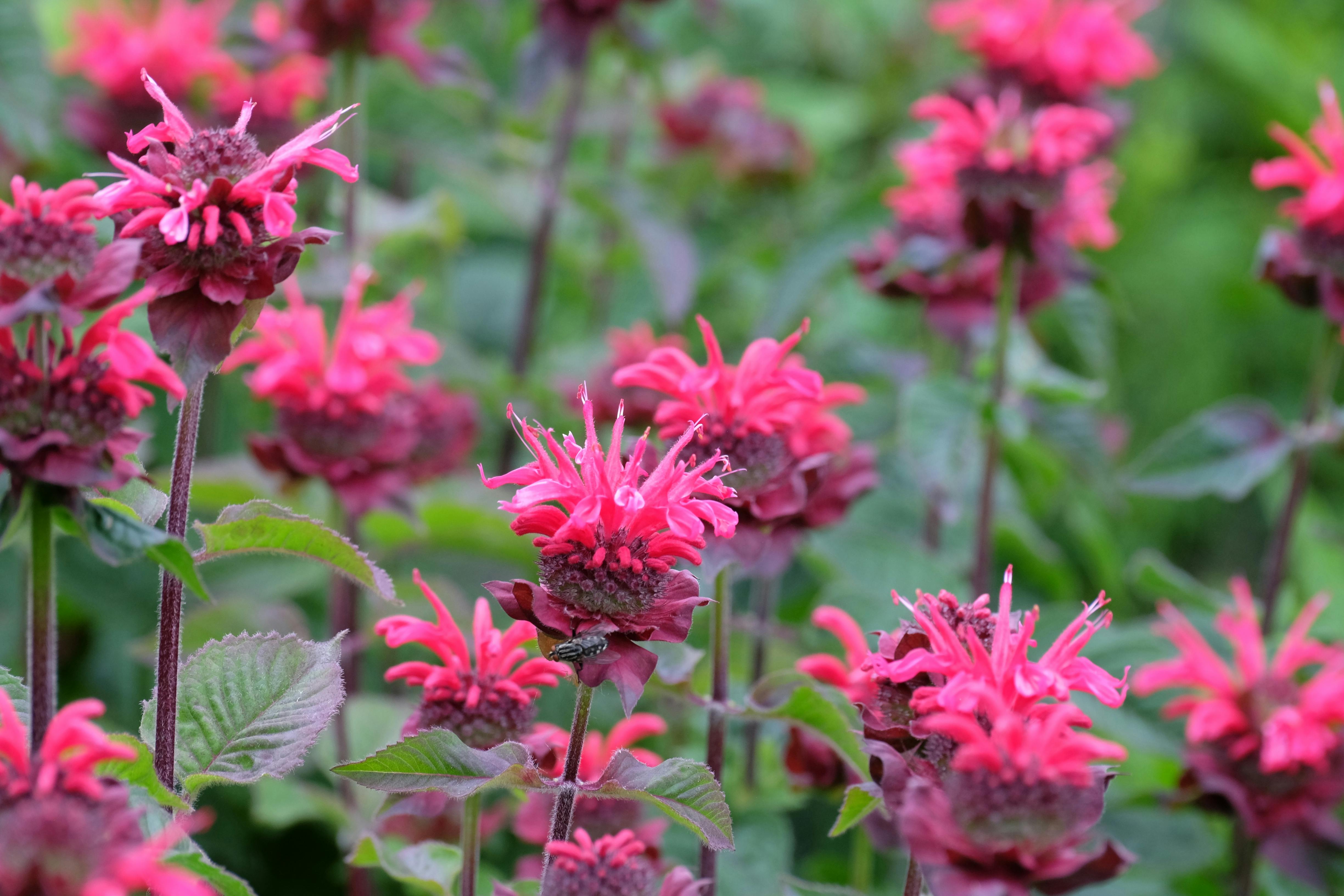 Vibrant Bee Balm Flowers in Bloom Outdoors · Free Stock Photo