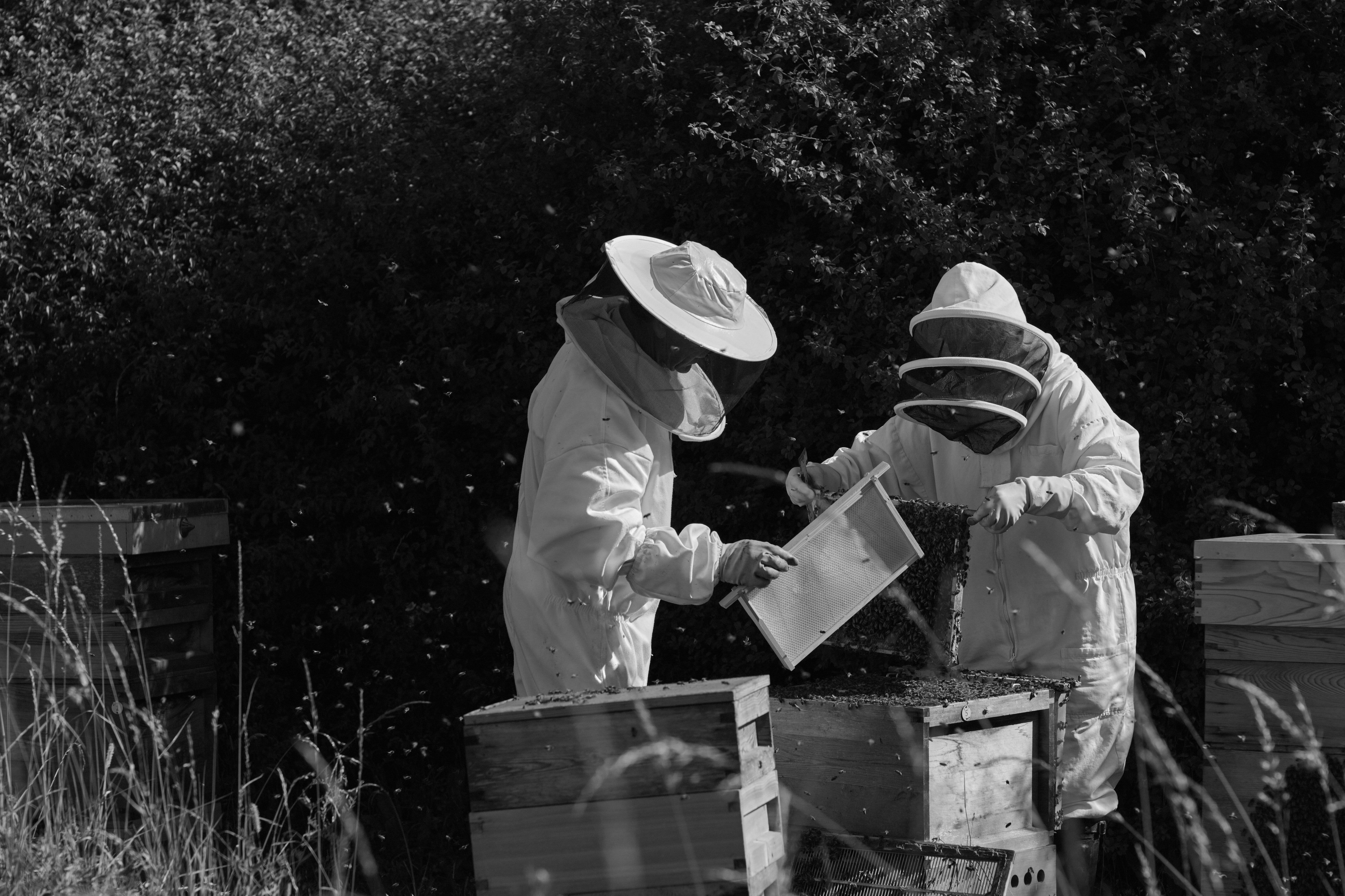 Beekeepers Managing Hive in Chelmsford, England · Free Stock Photo