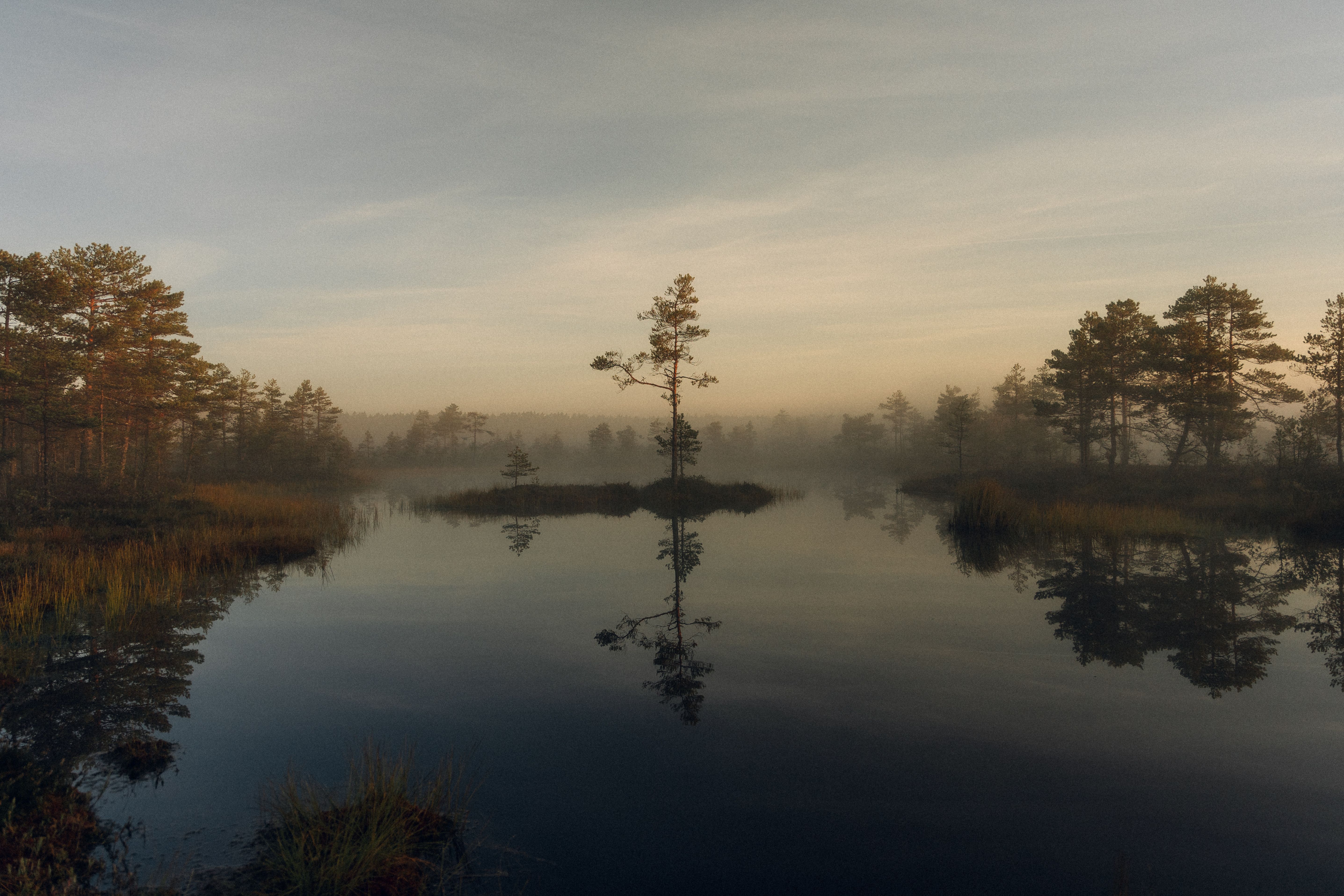 Misty Sunrise Over Estonian Bog Landscape · Free Stock Photo