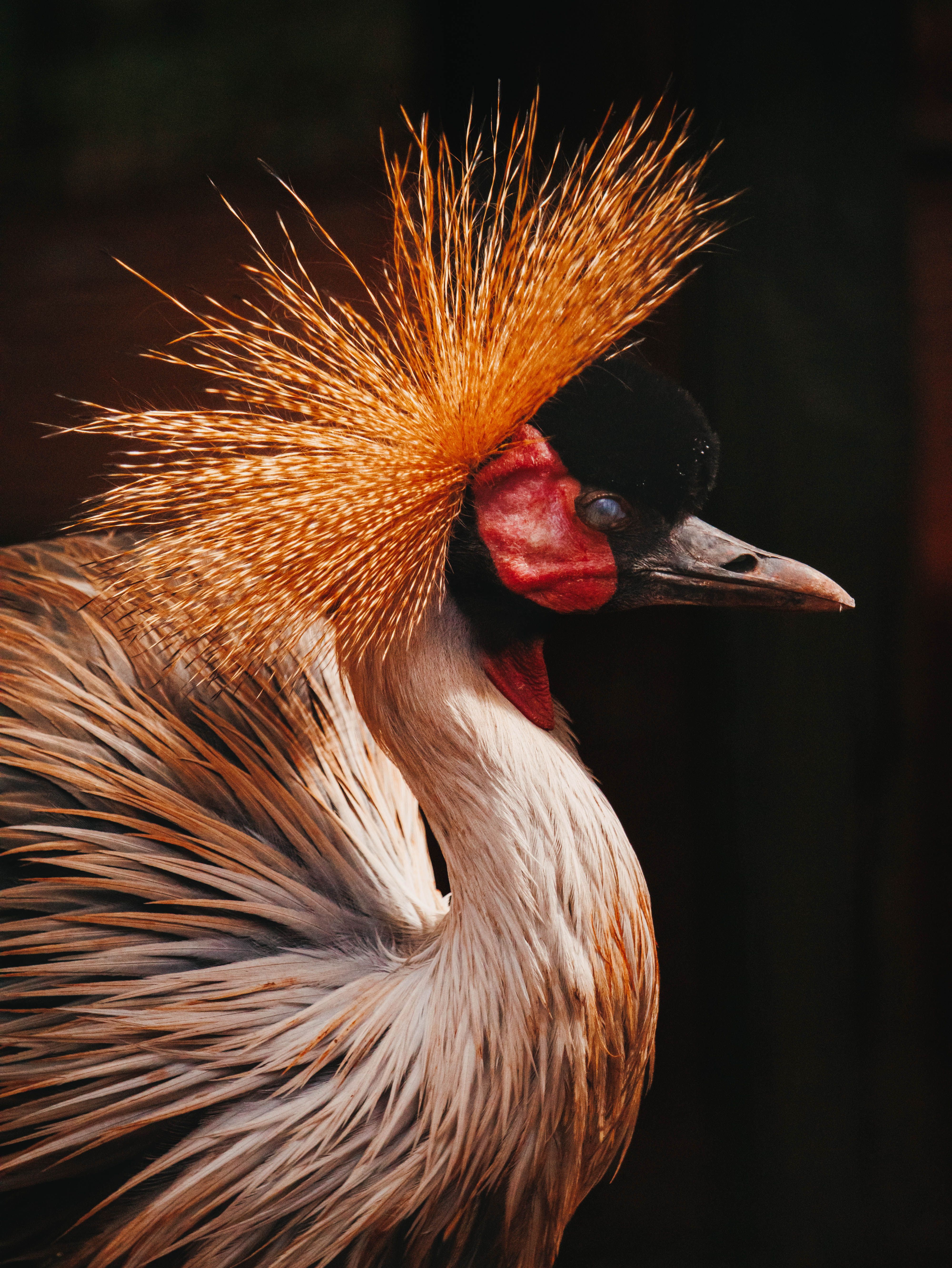 Rare Bird Photos, Download The BEST Free Rare Bird Stock Photos & HD Images