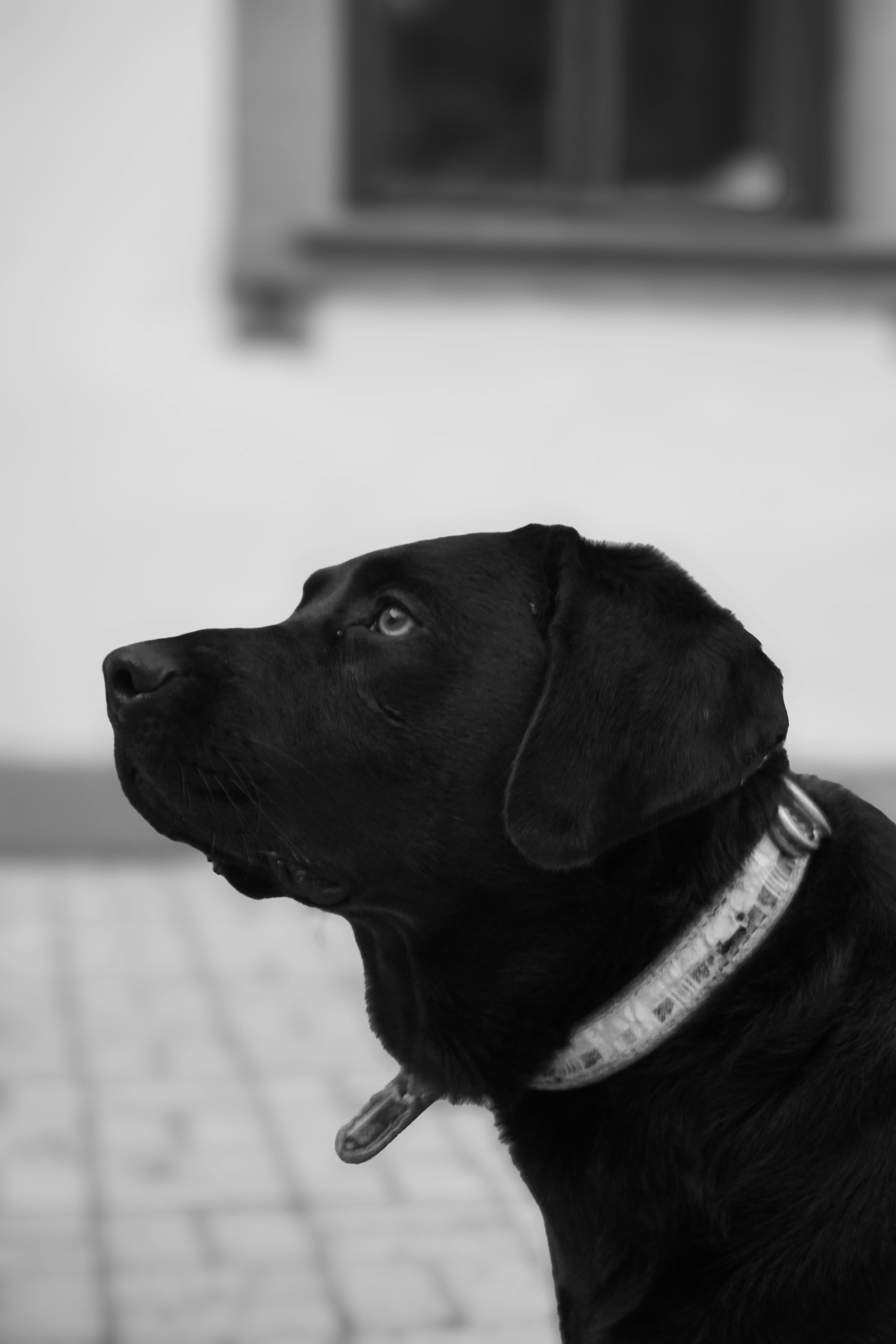Elegant Black Labrador Portrait in Profile · Free Stock Photo