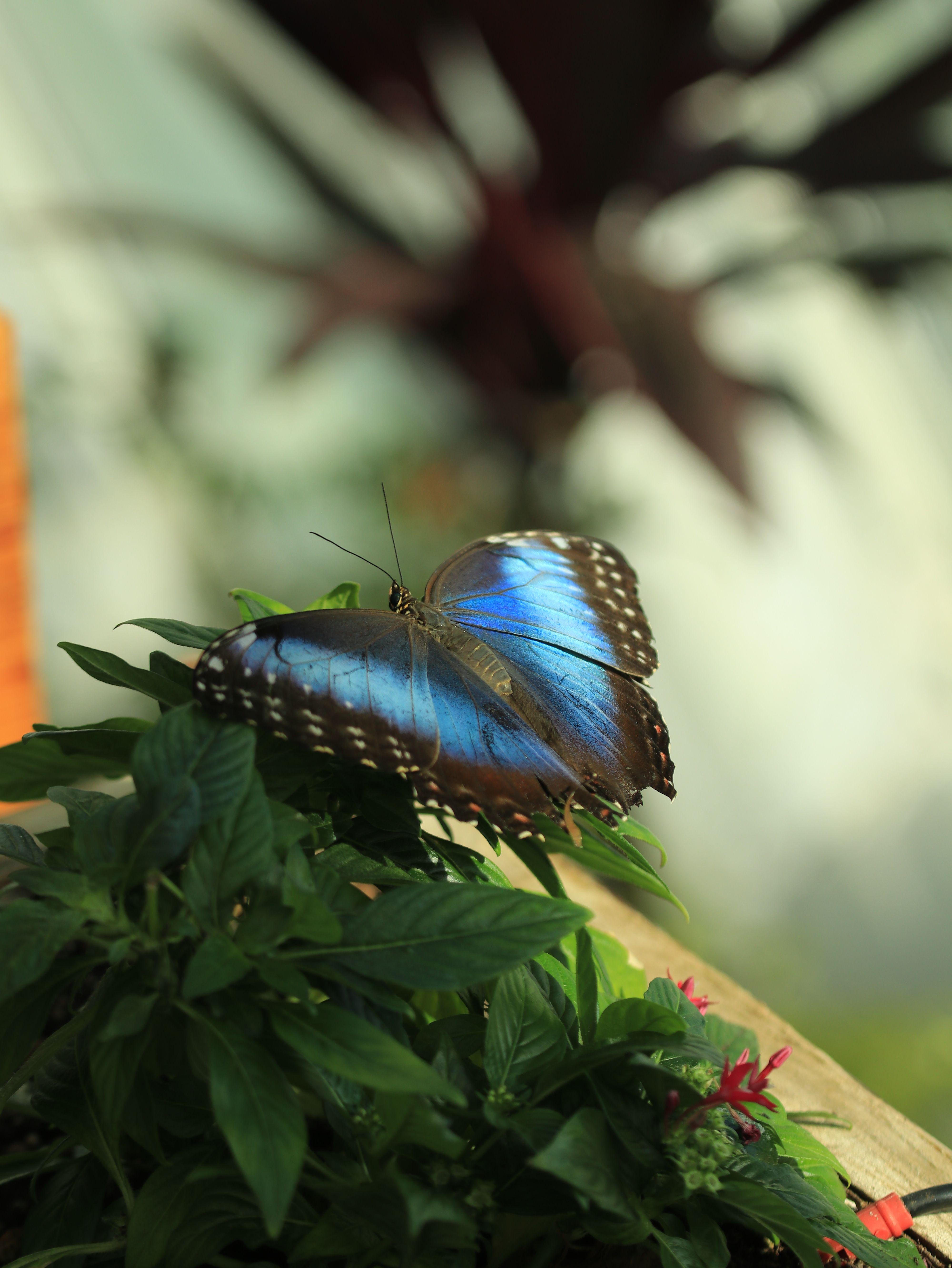 Blue Morpho Photos, Download The BEST Free Blue Morpho Stock Photos ...
