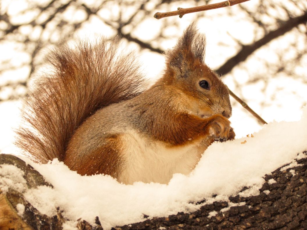 Explore Ukraine Wildlife and Its Unique Habitats Naturally