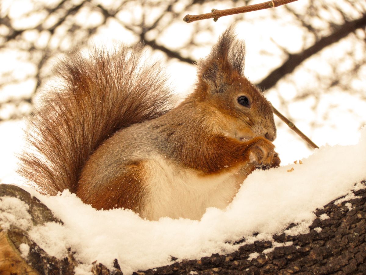 Explore Ukraine Wildlife and Its Unique Habitats Naturally