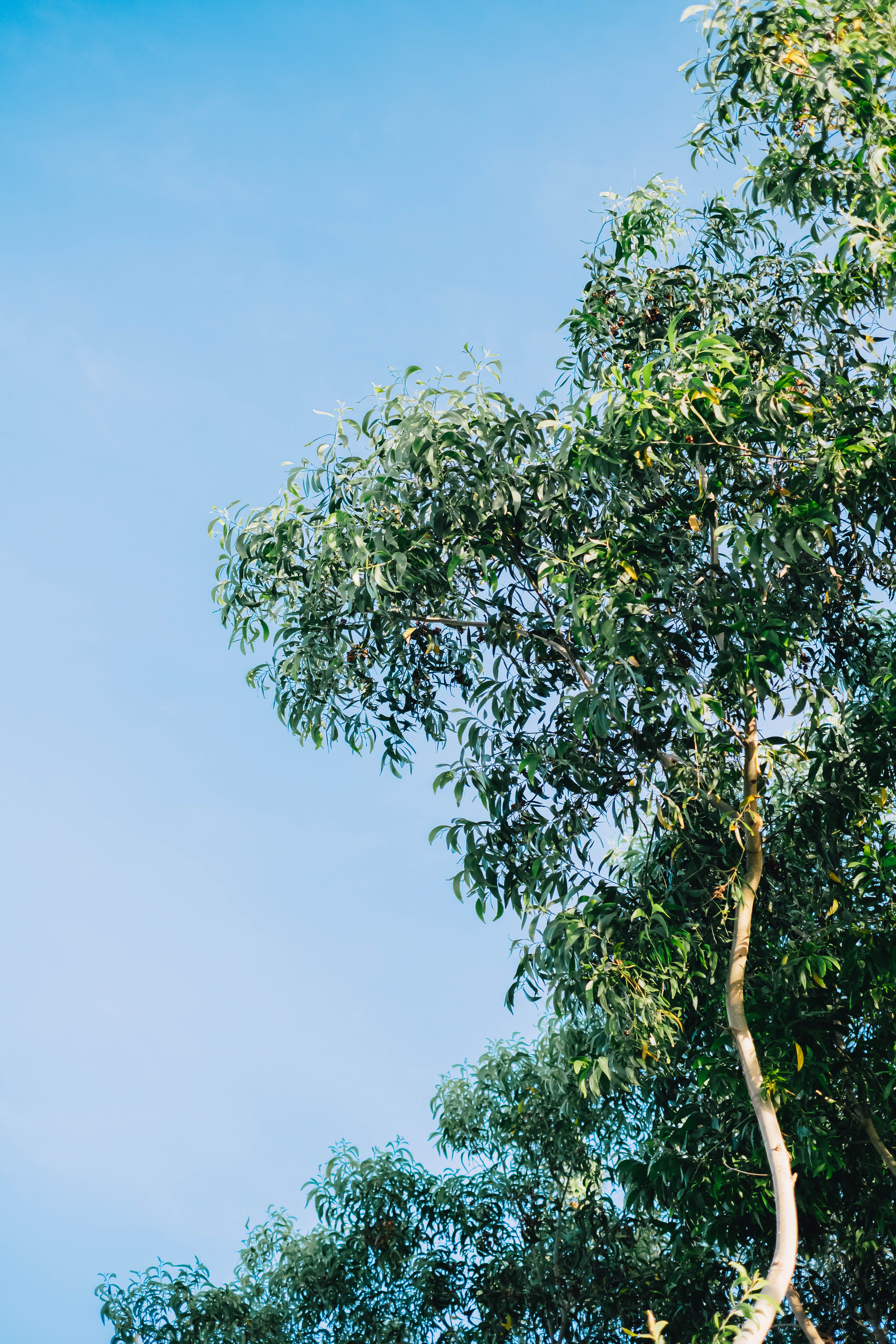 Photo of Green Tree · Free Stock Photo