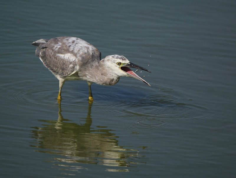 Fish Catching Photos, Download The BEST Free Fish Catching Stock Photos ...