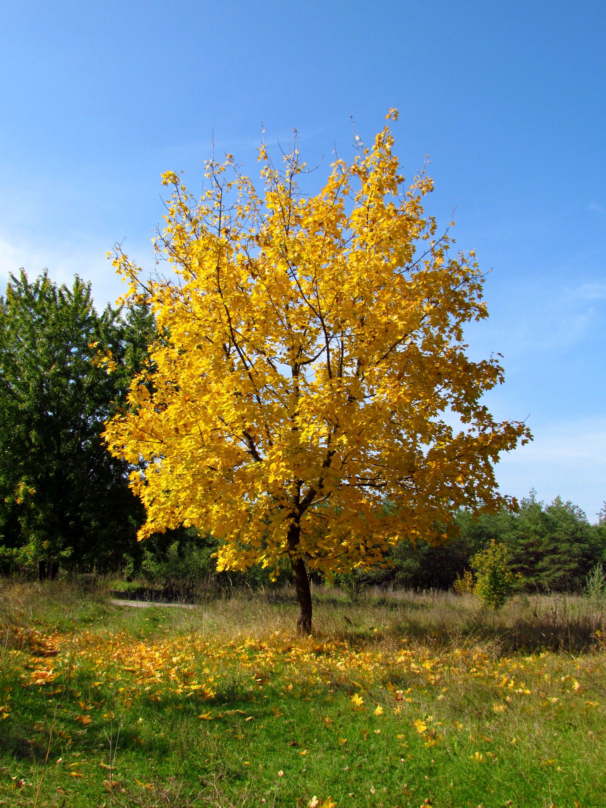 Golden Autumn Tree in Ukrainian Landscape · Free Stock Photo