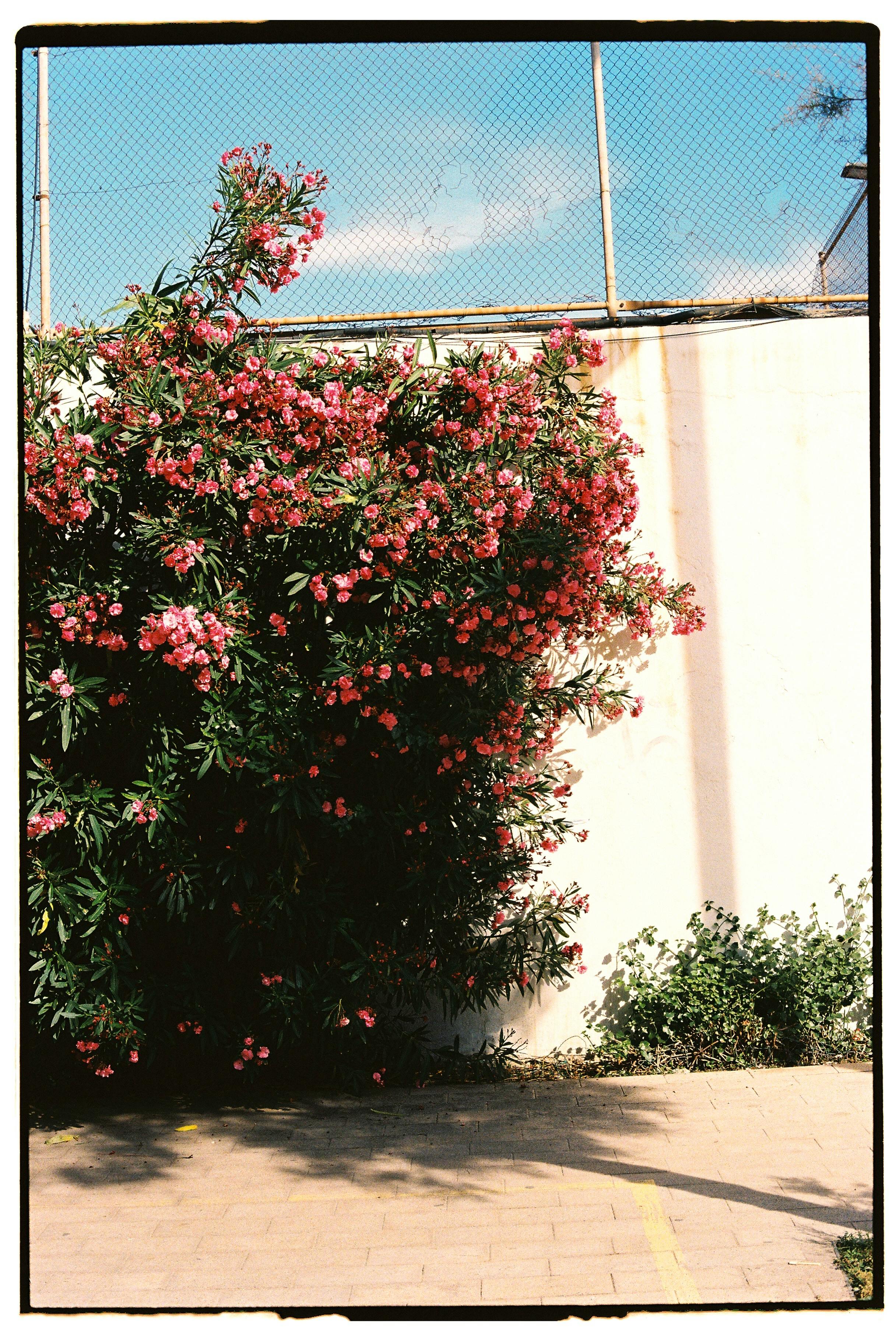 Blooming Oleander Against Sunlit Wall · Free Stock Photo