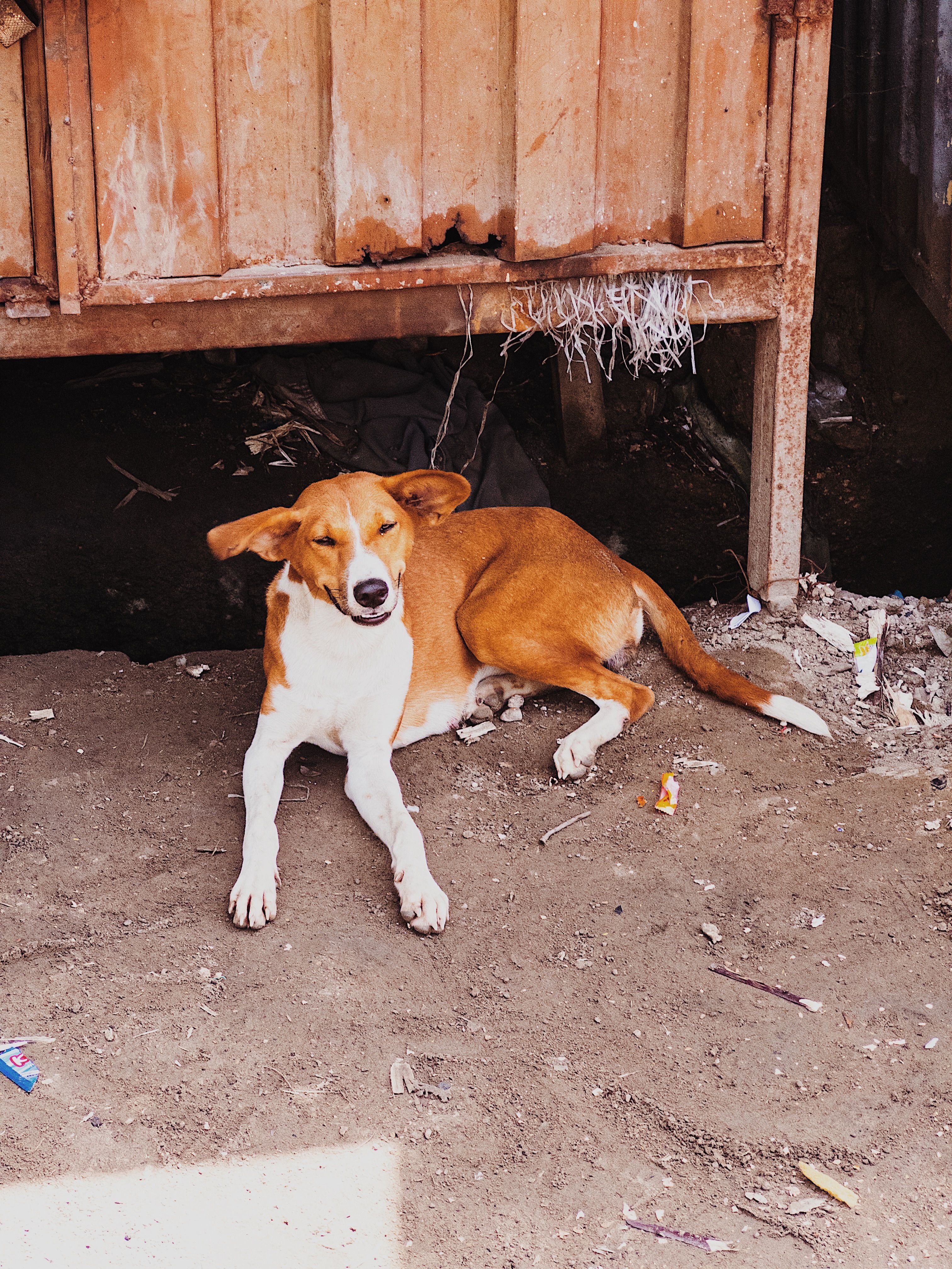 Dog Kano Photos, Download The BEST Free Dog Kano Stock Photos & HD Images