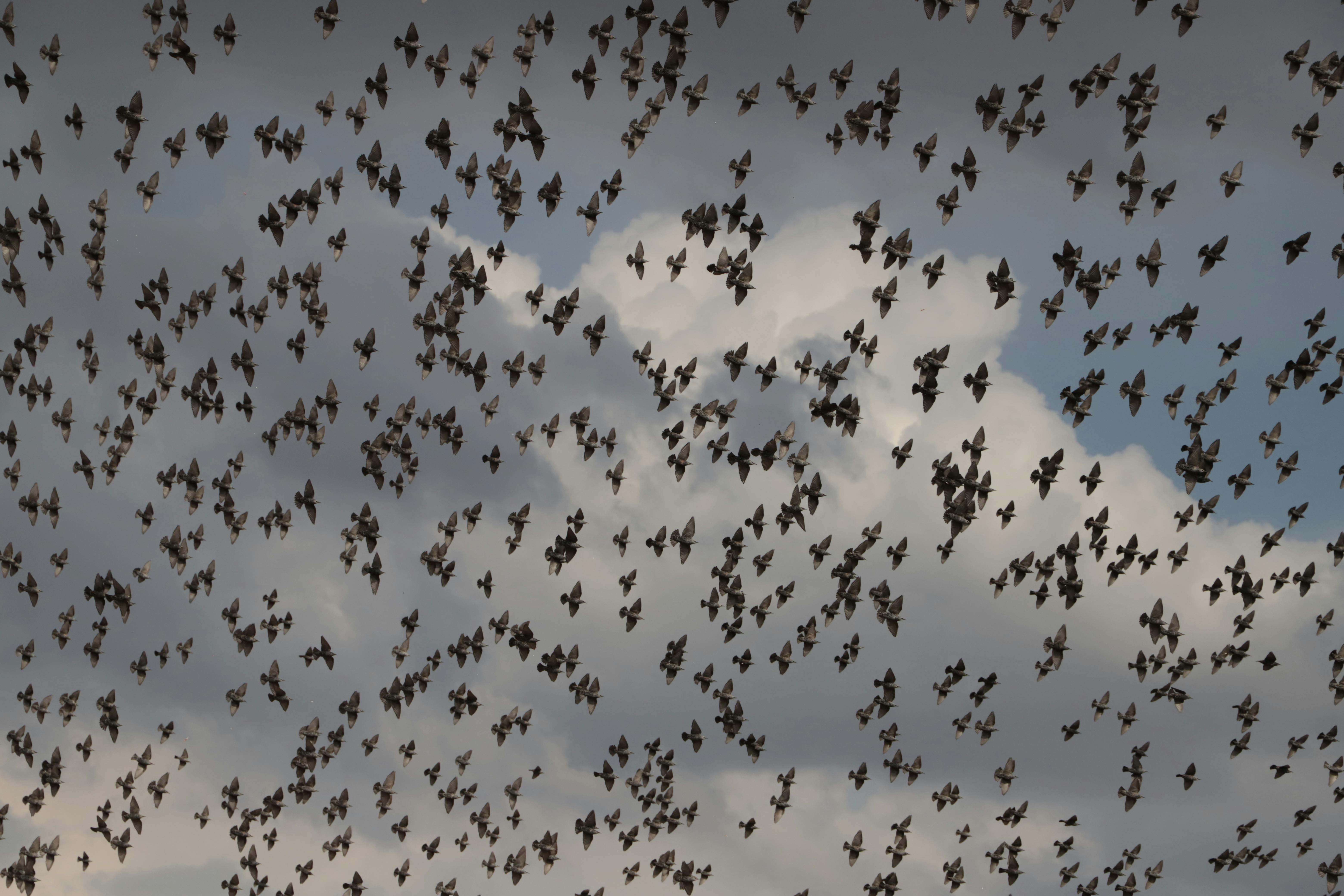 Bird Flying Pattern Photos, Download The BEST Free Bird Flying Pattern ...