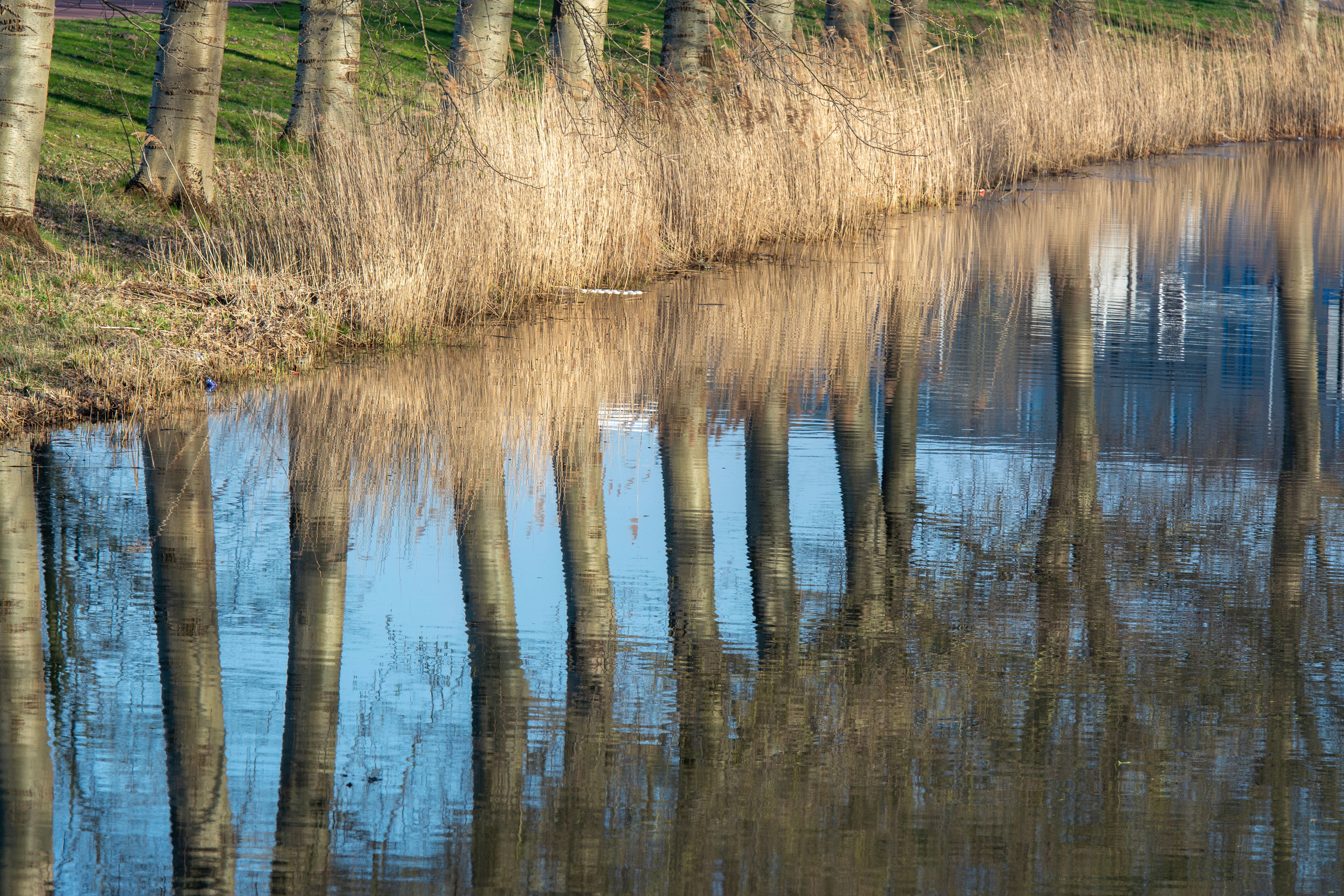 Beautiful Reflection of Trees in a Serene Lake · Free Stock Photo
