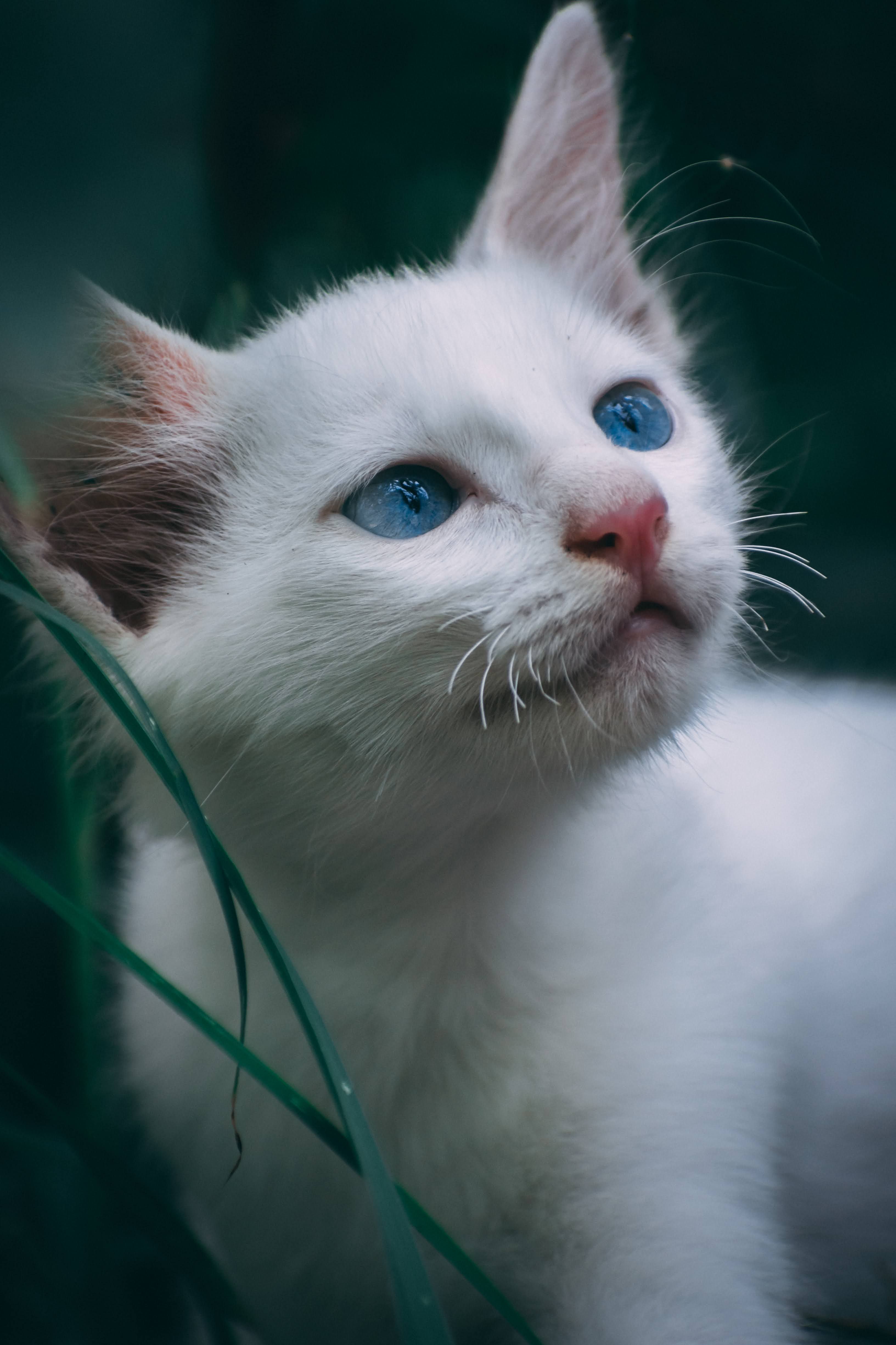 Close-up of White Kitten with Blue Eyes in Nature · Free Stock Photo