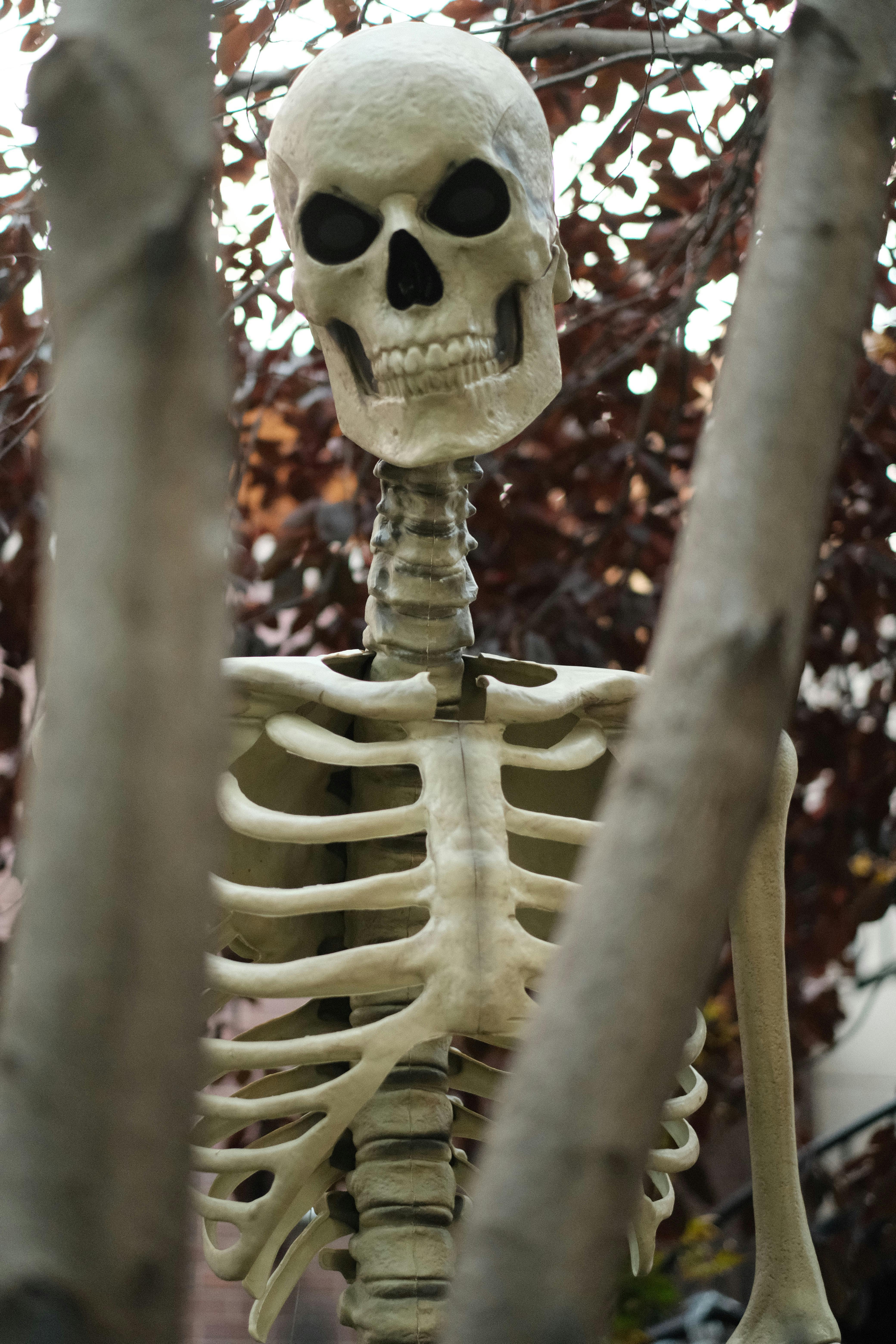 Realistic Human Skeleton Amidst Trees · Free Stock Photo