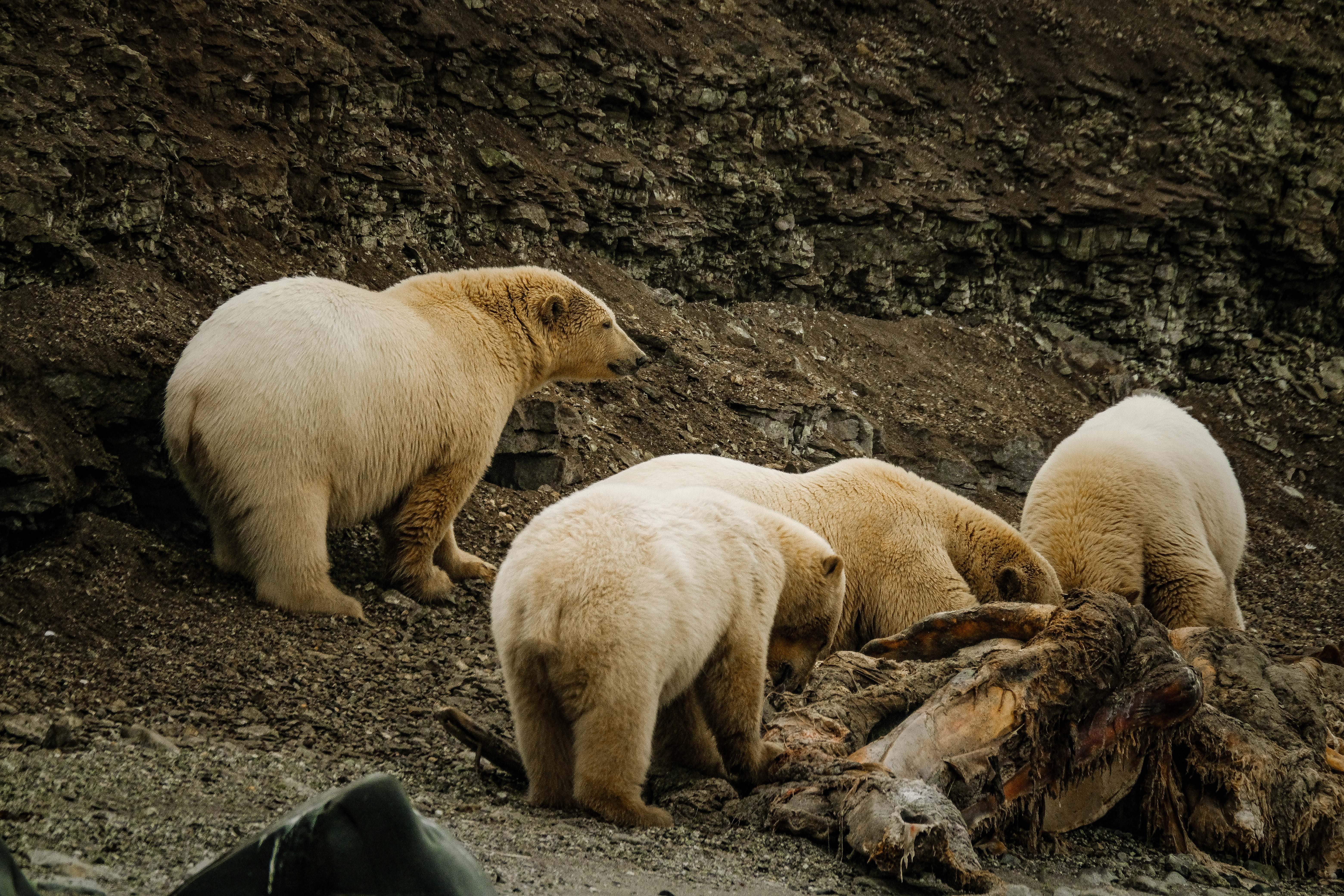 Polar Bears Feeding on Carcass in the Wild · Free Stock Photo