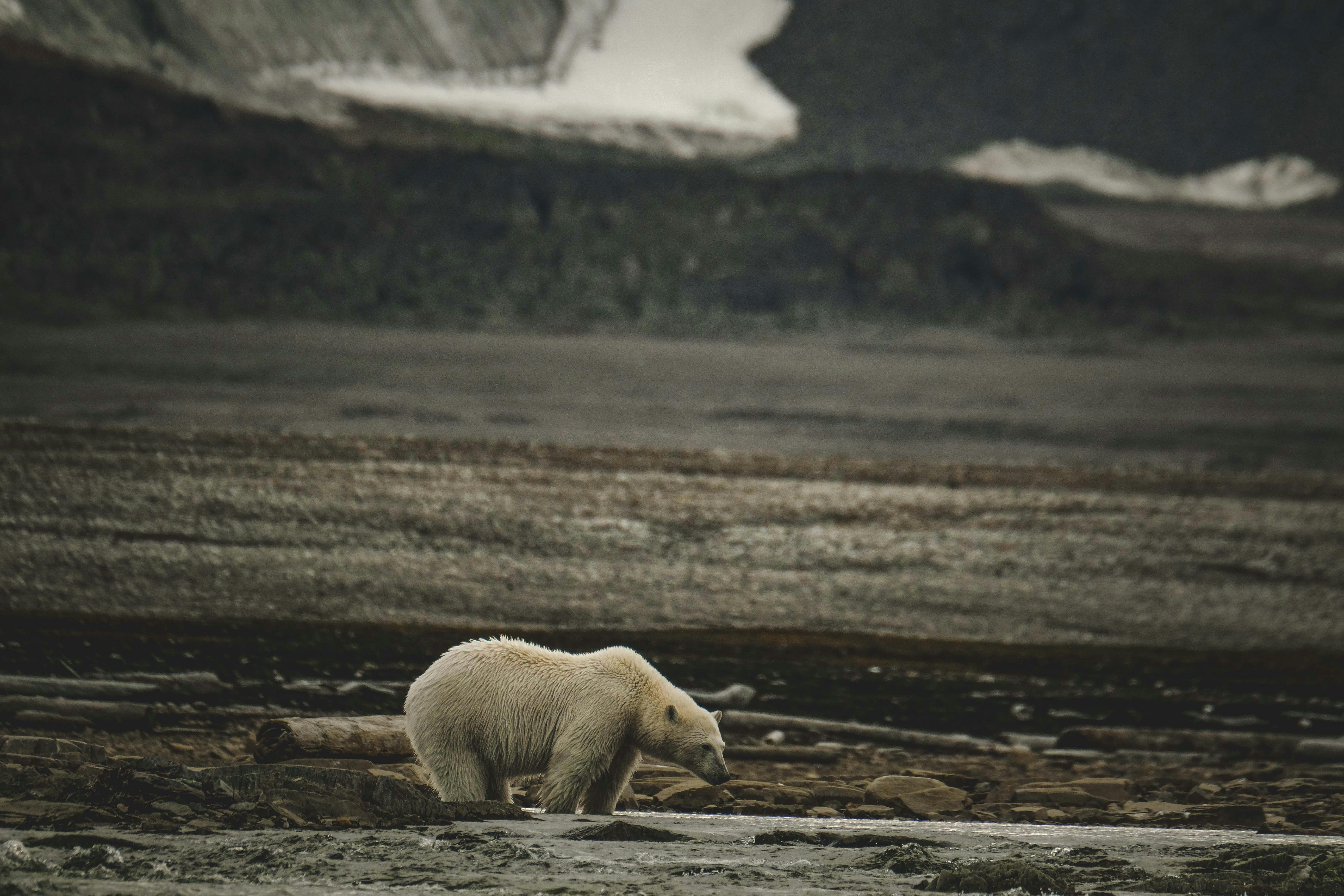 Polar Bear in Rugged Arctic Landscape · Free Stock Photo