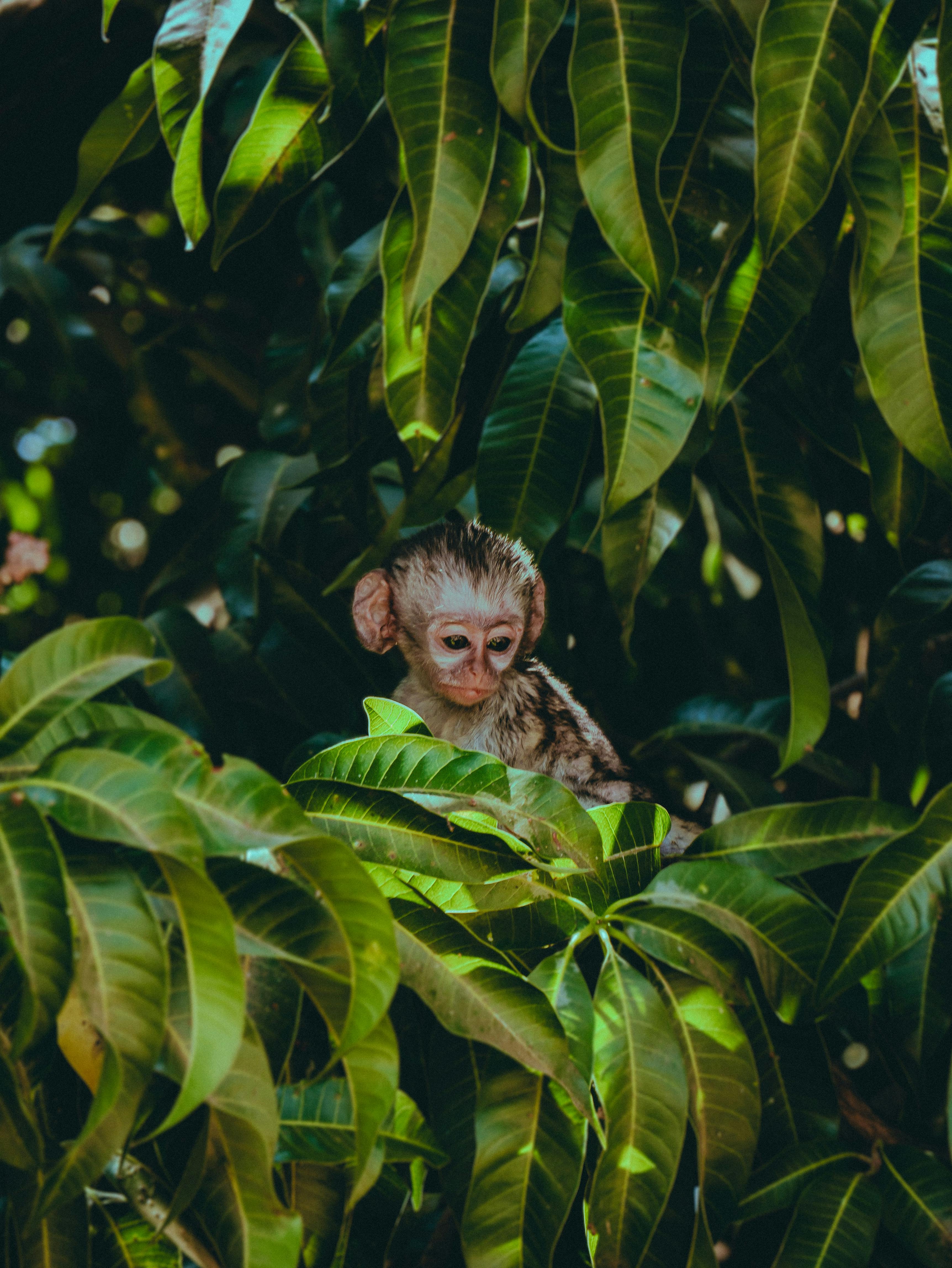 Juvenile Monkey Hidden Amongst Lush Greenery · Free Stock Photo