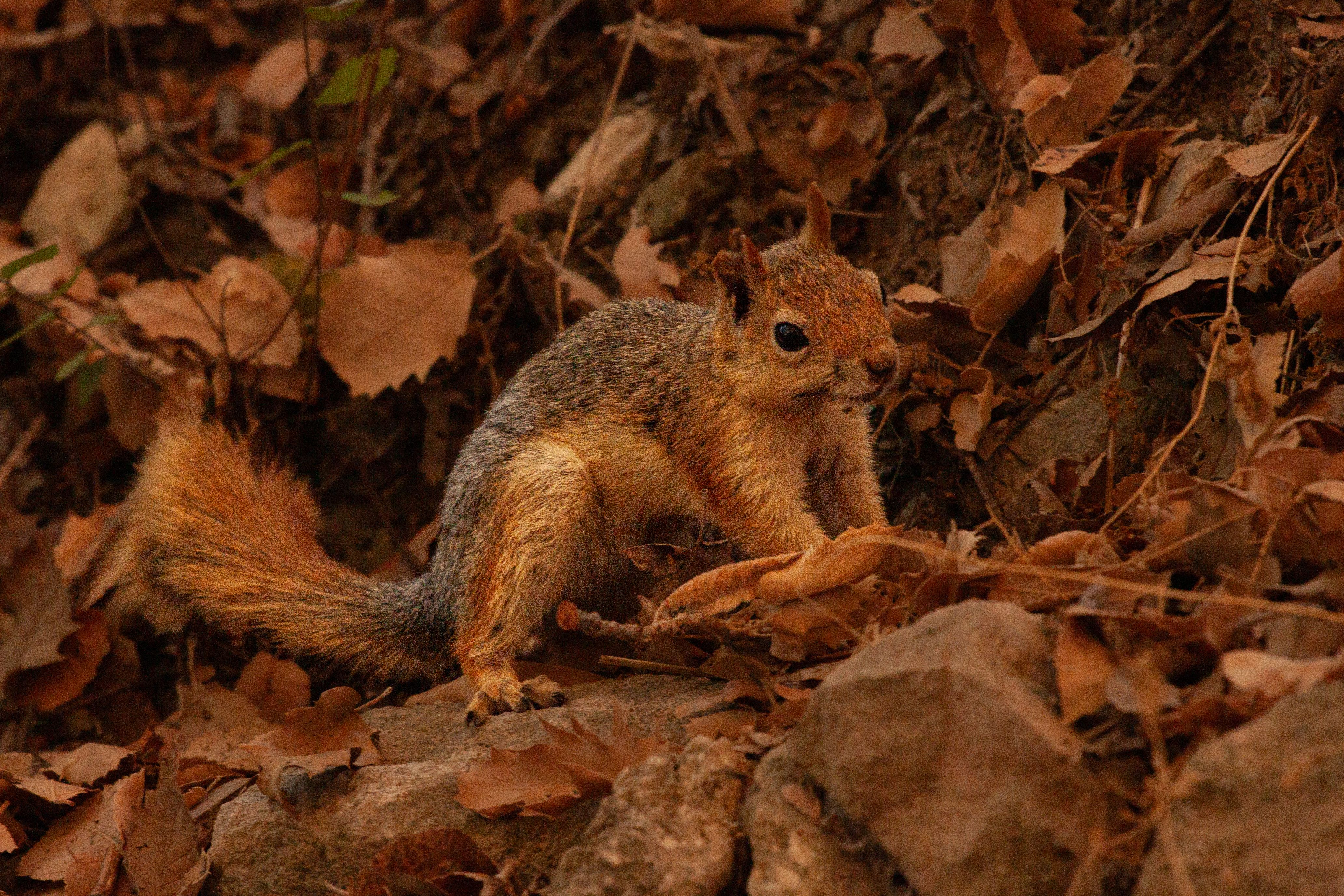 Rodent In The Fall Photos, Download The BEST Free Rodent In The Fall ...