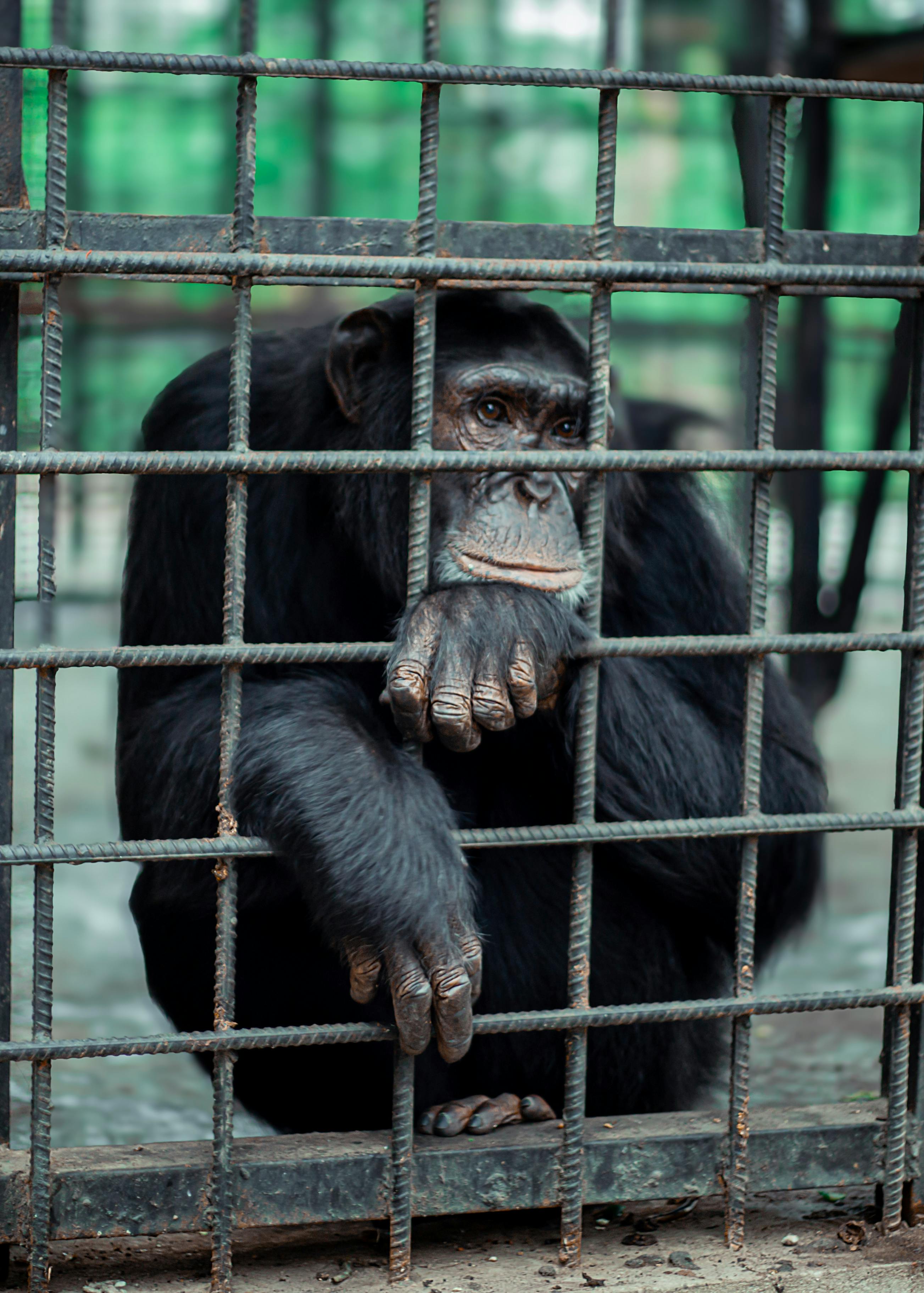 Chimpanzee in Captivity Behind Metal Bars · Free Stock Photo