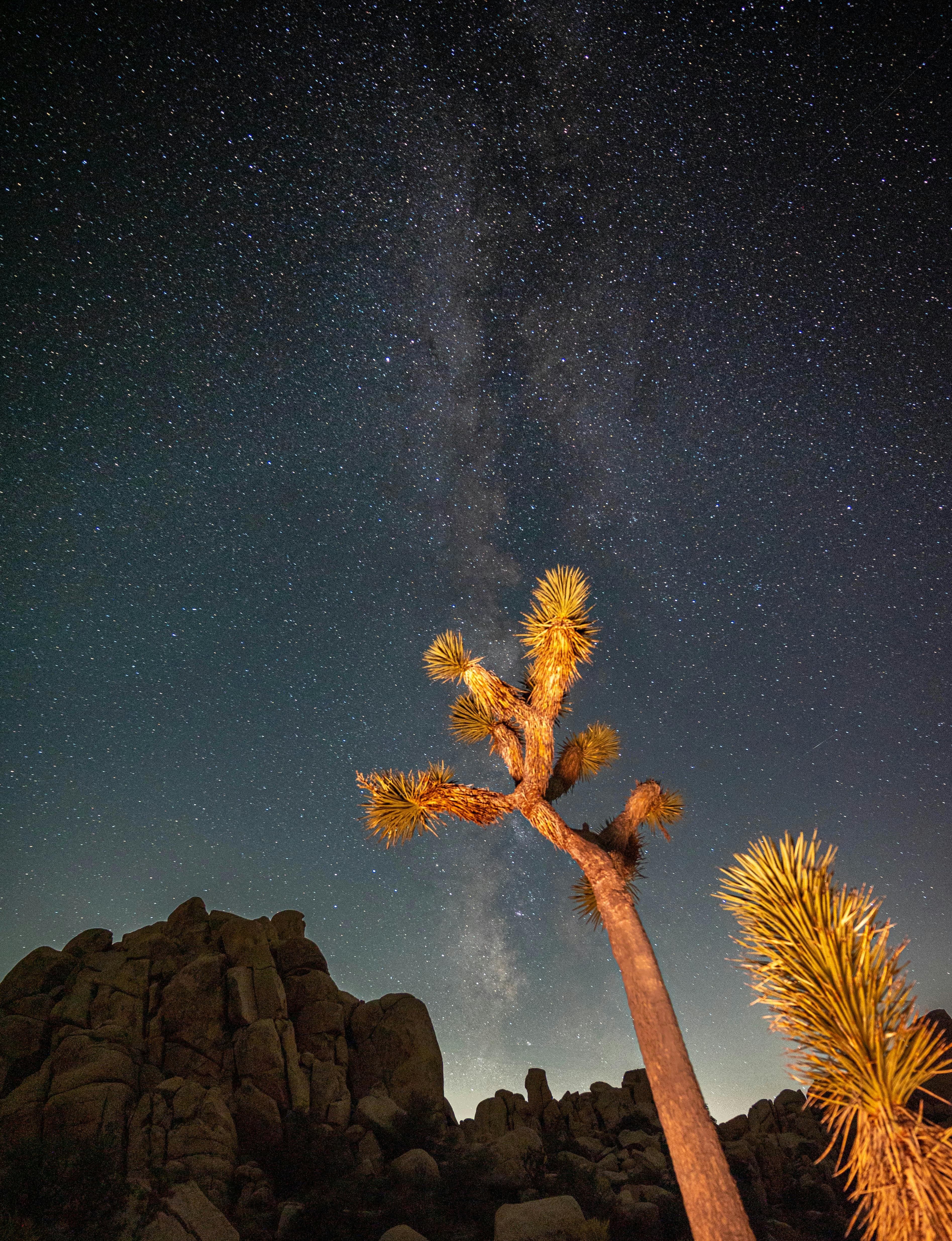 Stunning Night Sky Over Joshua Tree Desert · Free Stock Photo