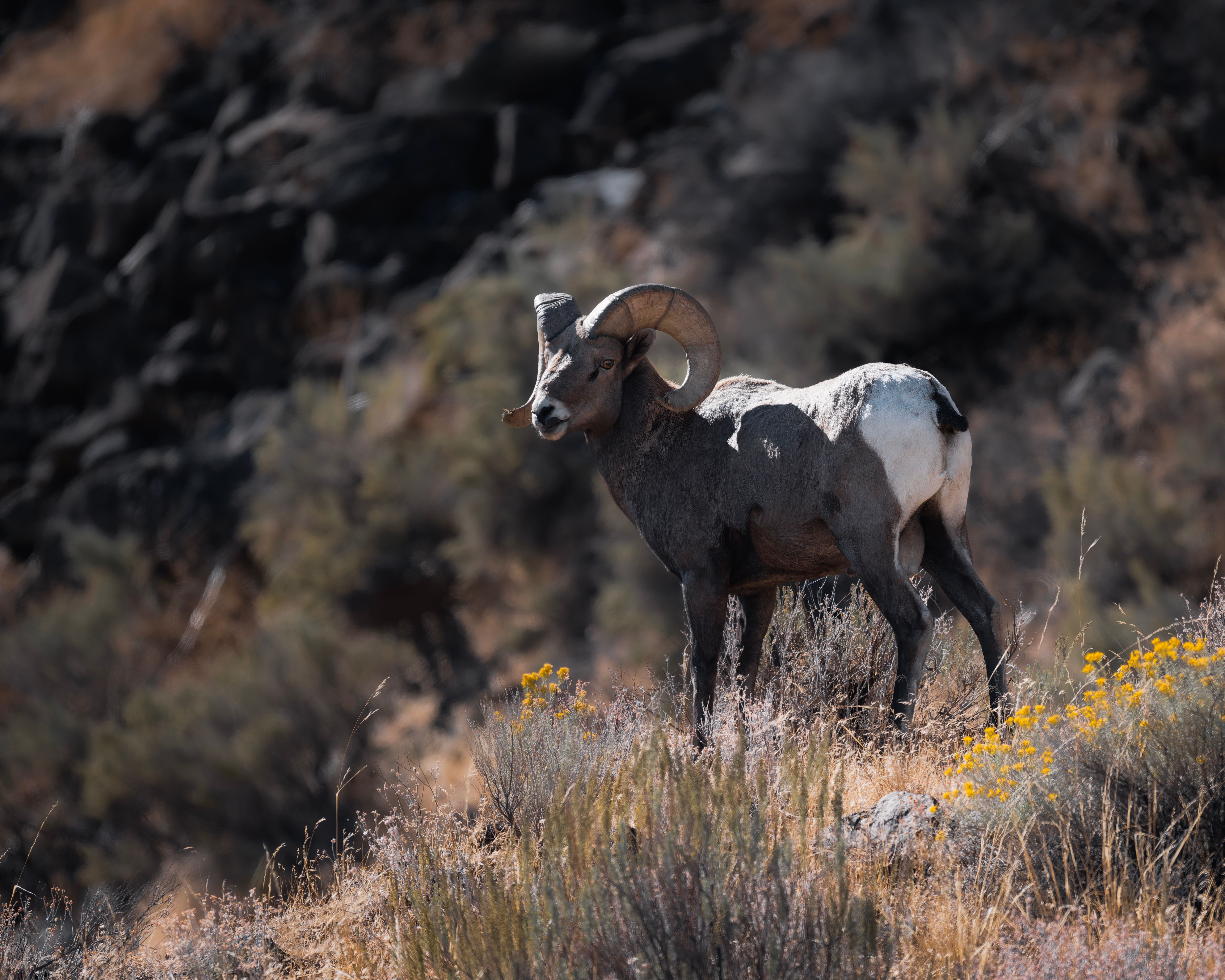 Bighorn Sheep in Wenatchee Wilderness · Free Stock Photo