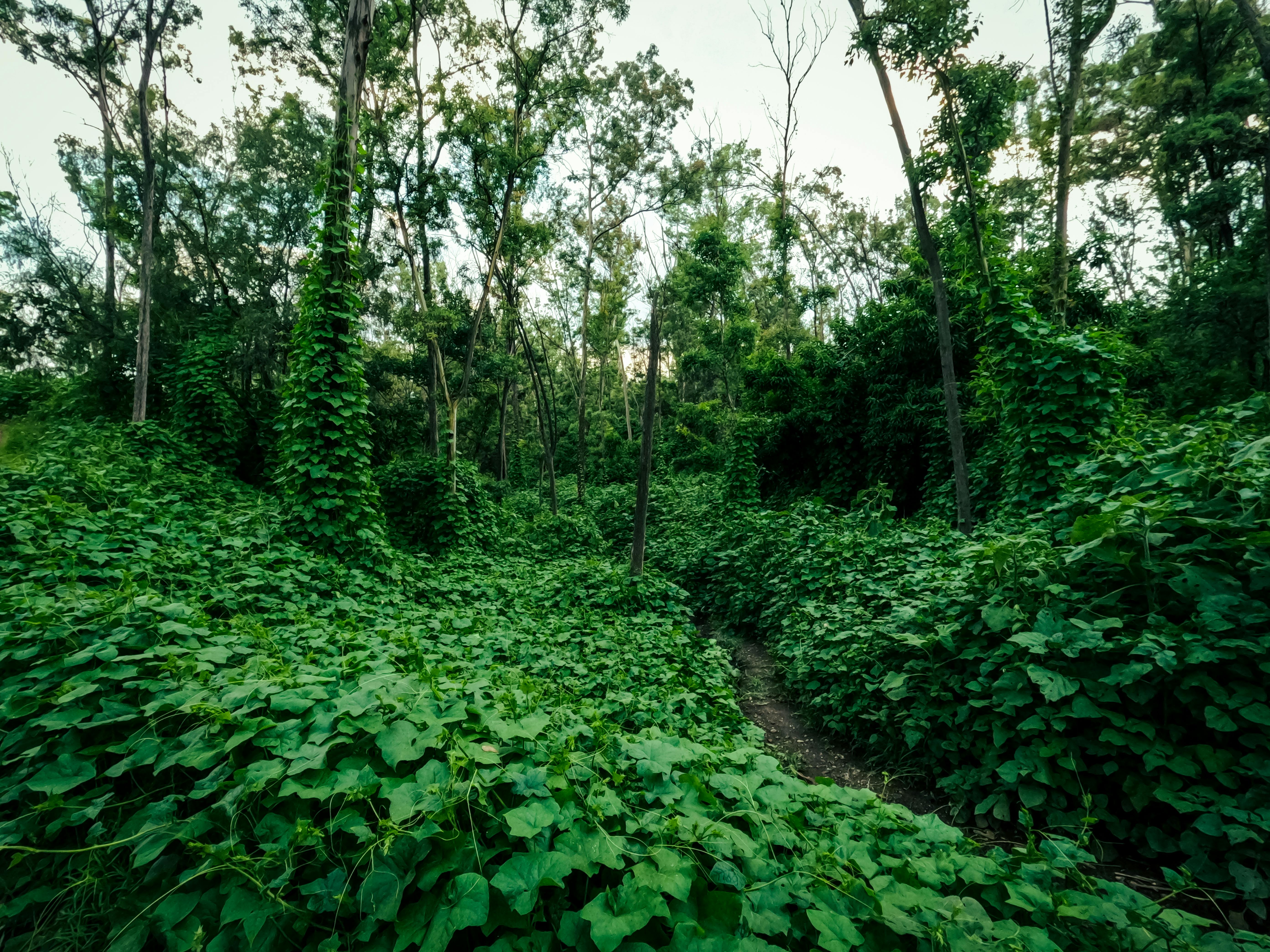 Sendero Del Bosque Verde Exuberante En La Ciudad De México · Foto de ...