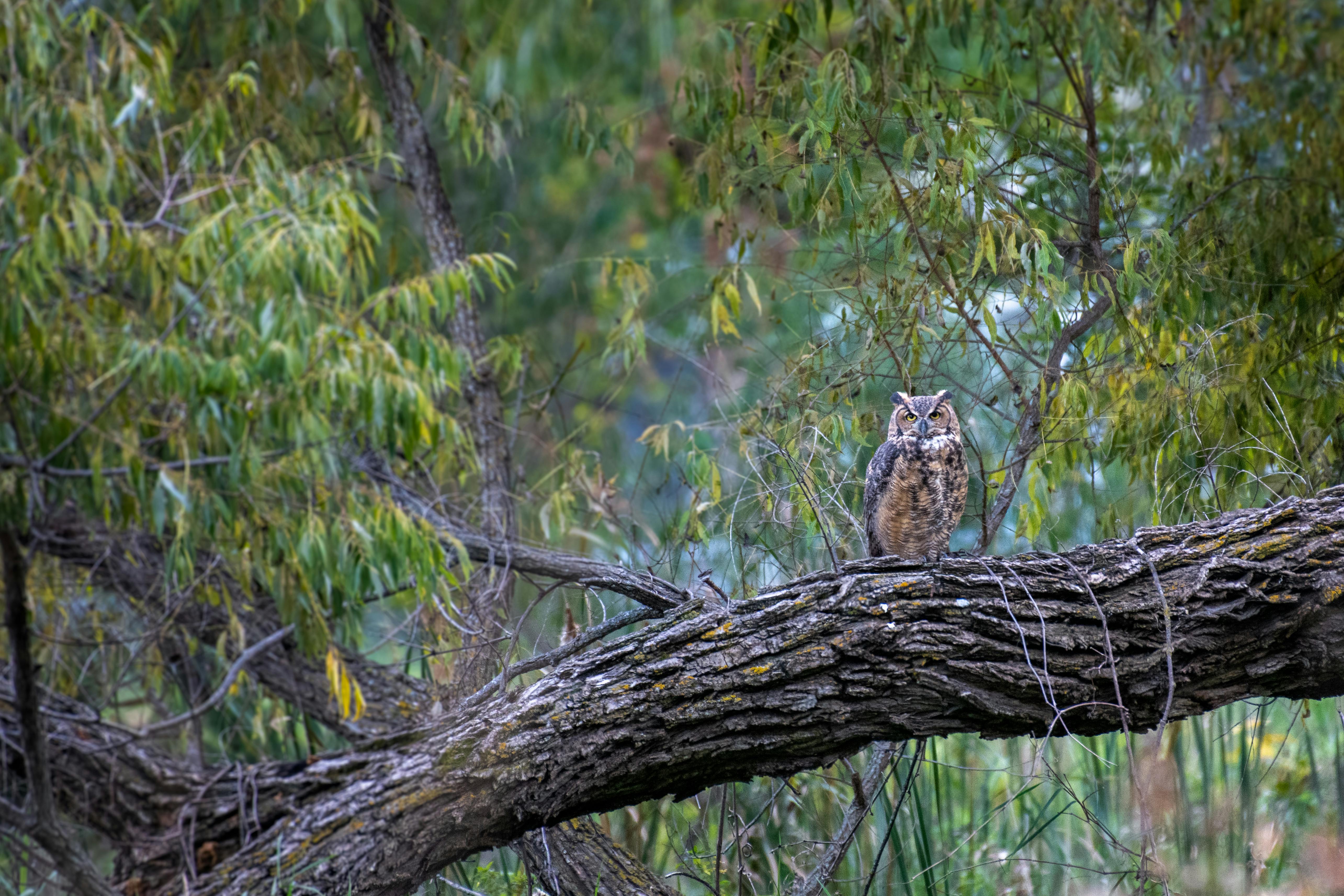 Great Horned Owl Perched in Forest Landscape · Free Stock Photo