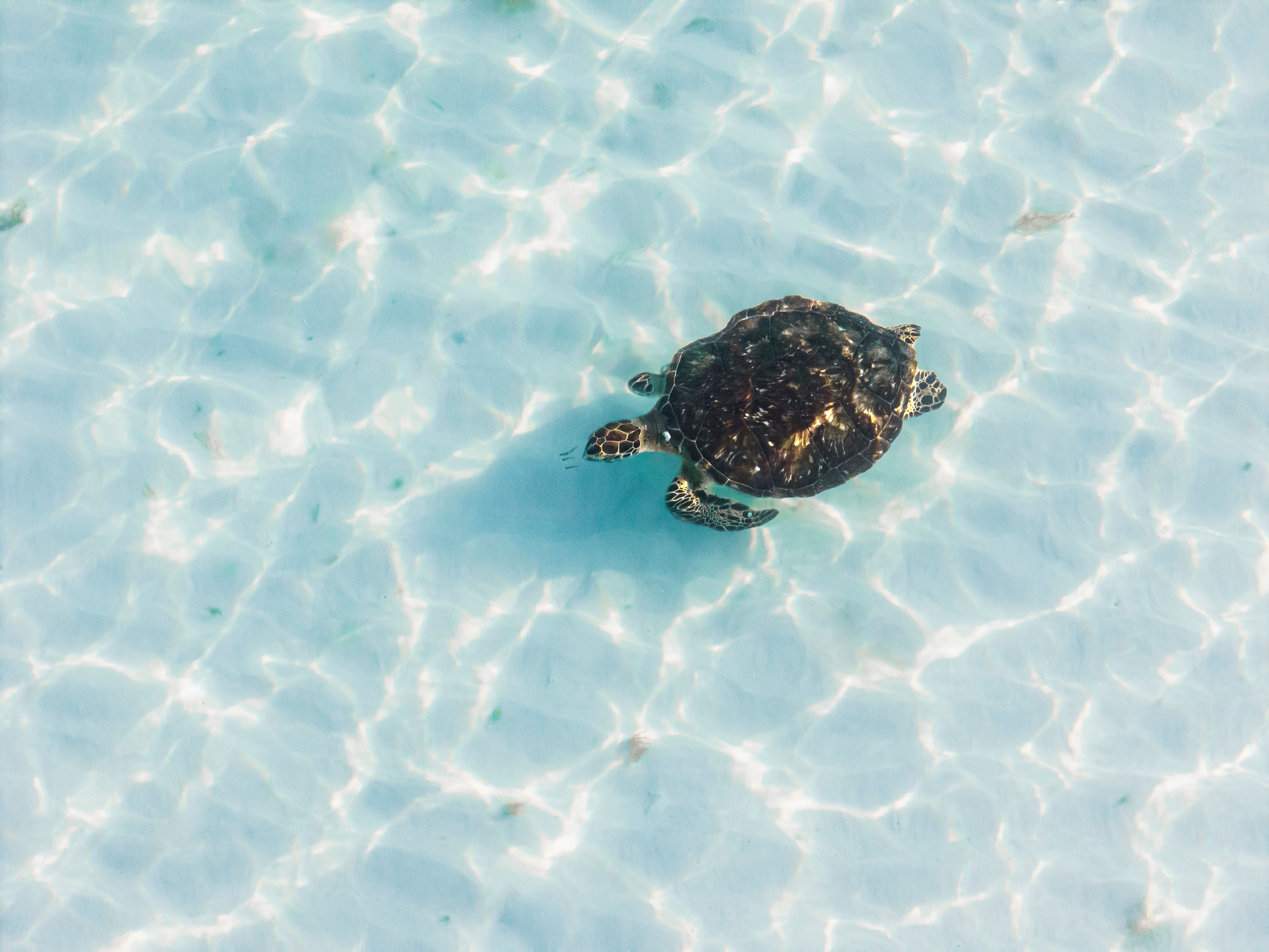 Tranquil Sea Turtle Swimming in Clear Water · Free Stock Photo