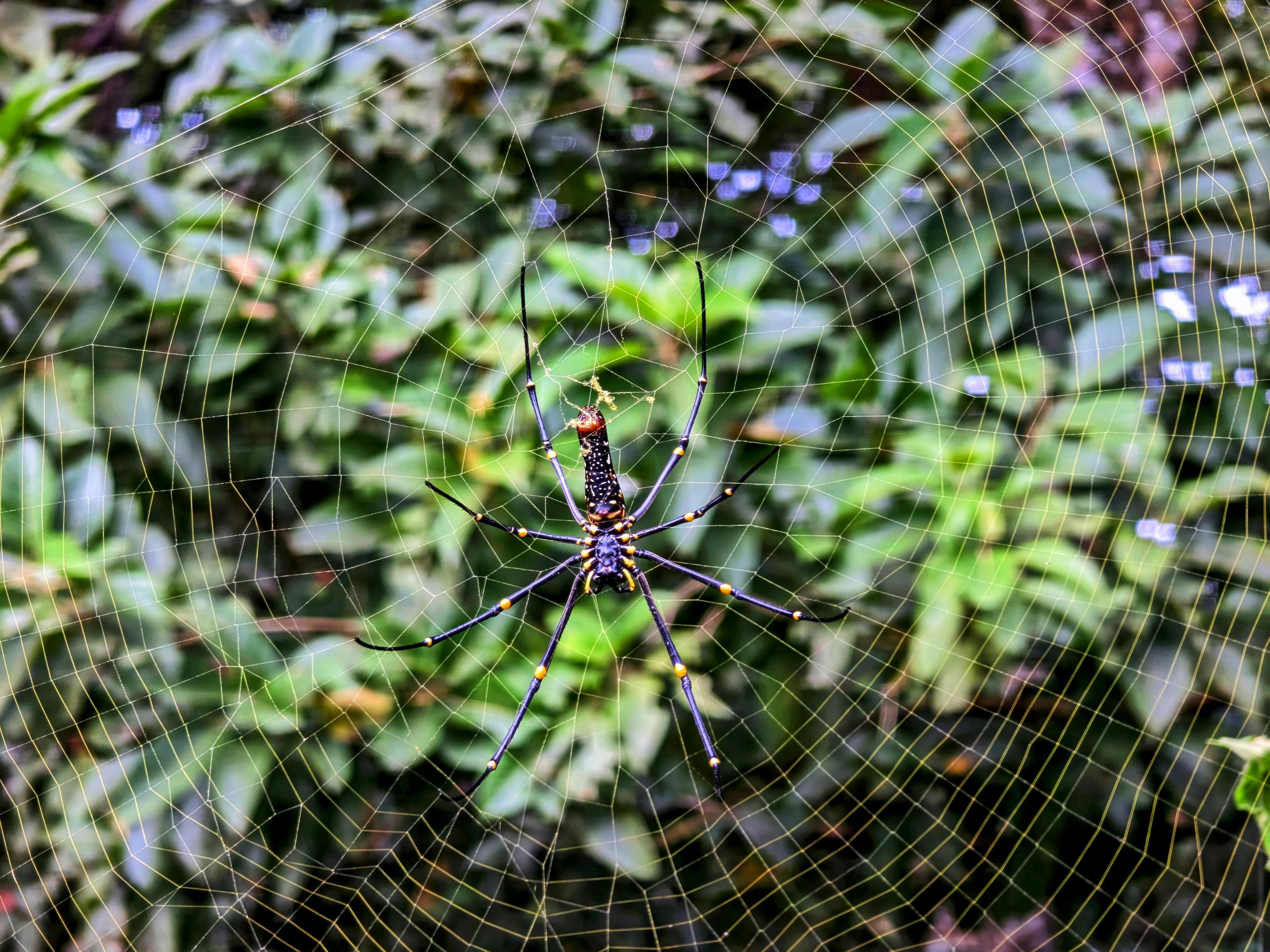 Indian Spider Photos, Download The BEST Free Indian Spider Stock Photos ...