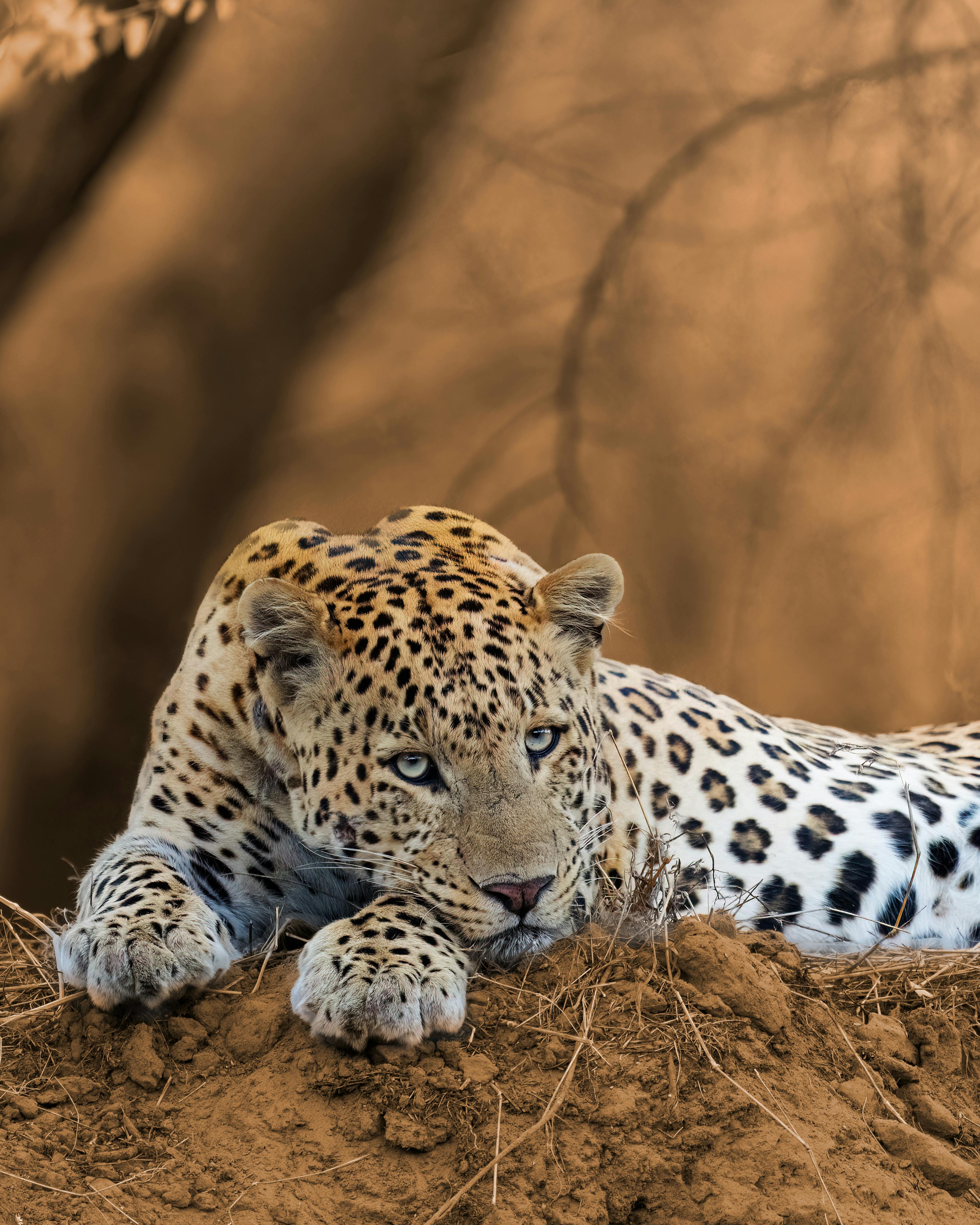 Resting Leopard in Natural Habitat, Jaipur · Free Stock Photo