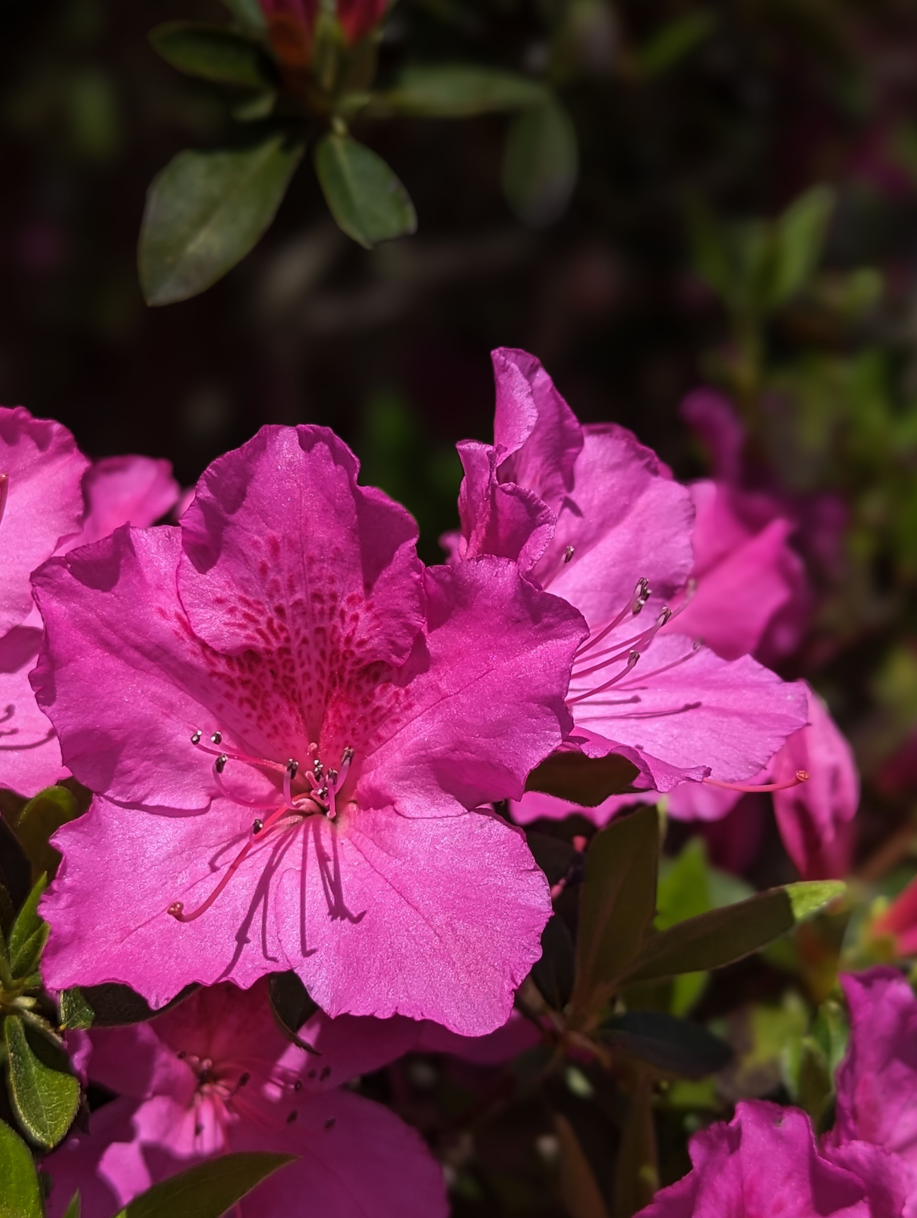Vibrant Pink Azalea Flowers in Bloom · Free Stock Photo