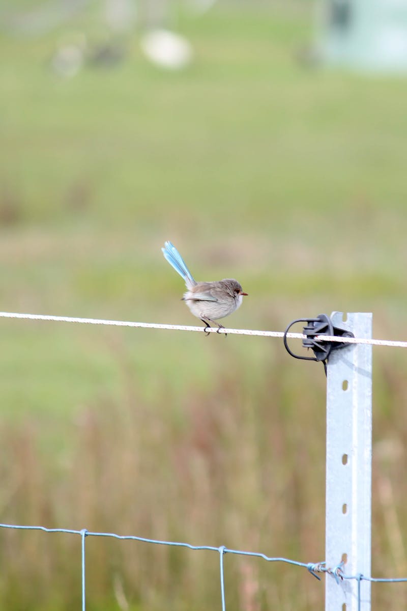 Blue Wren Photos, Download The BEST Free Blue Wren Stock Photos & HD Images