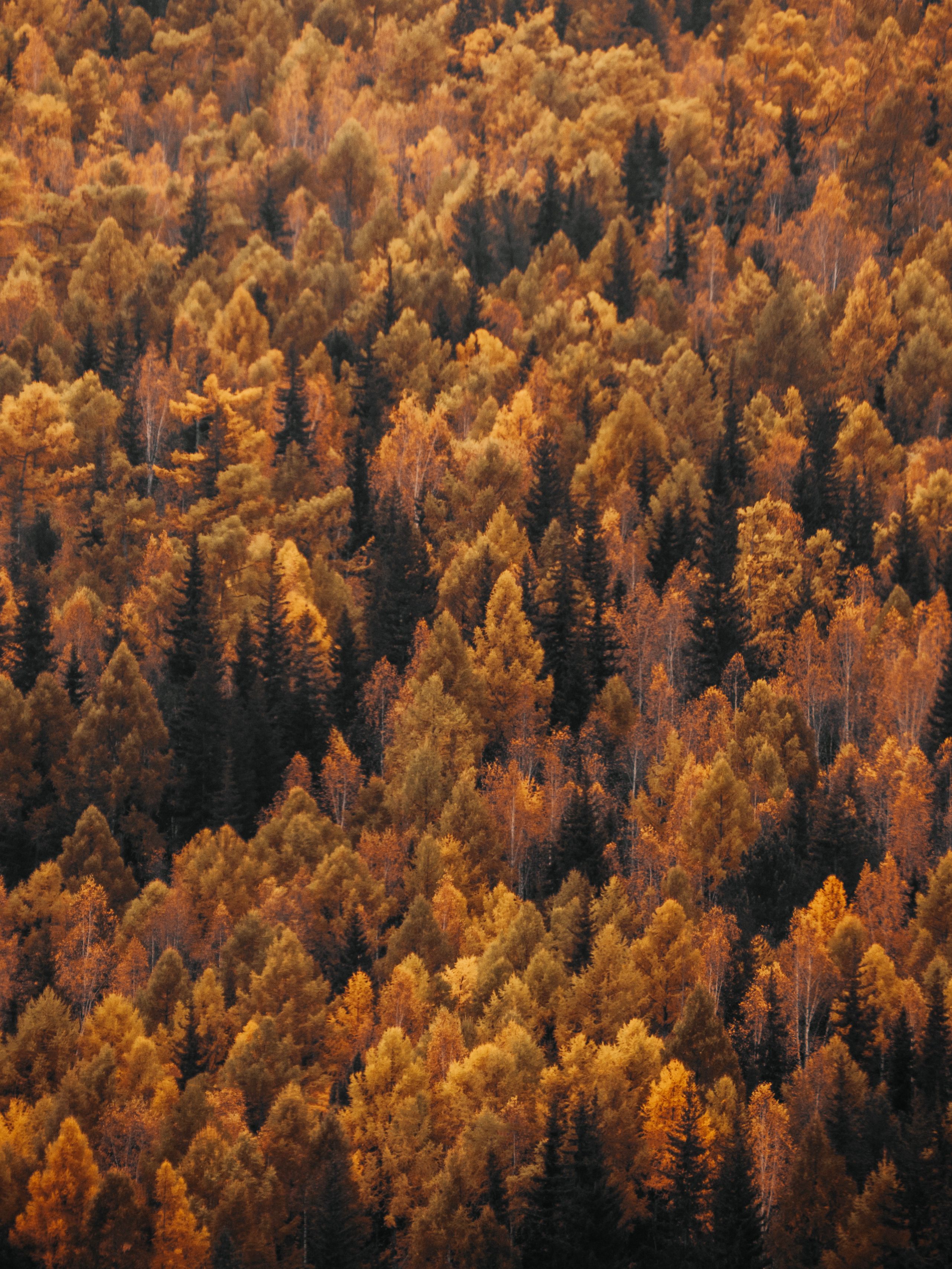 Vibrant Autumn Forest in Irkutsk, Russia · Free Stock Photo